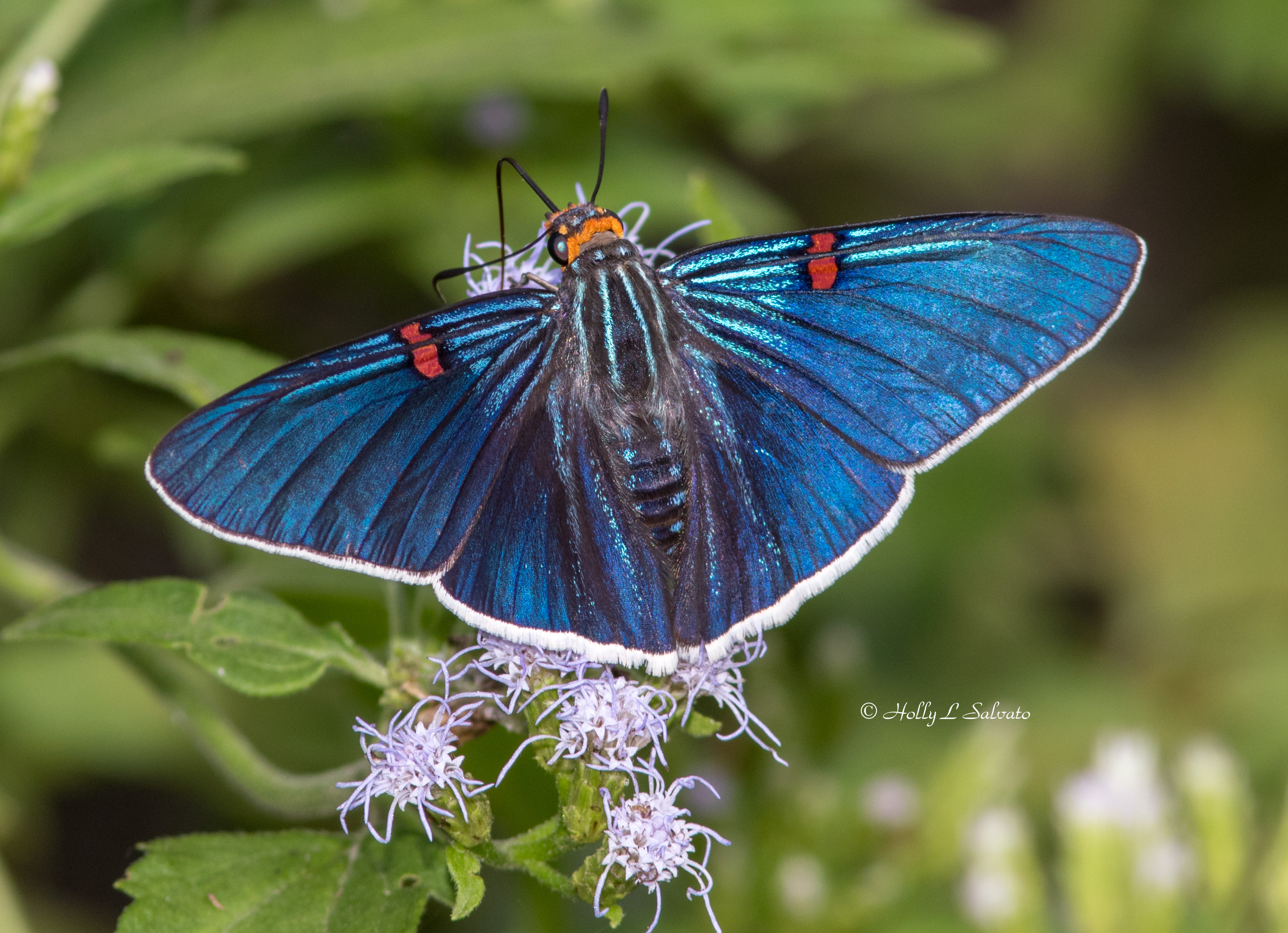 Butterfly, Moth, and Caterpillar Photographs from Texas | Butterflies ...