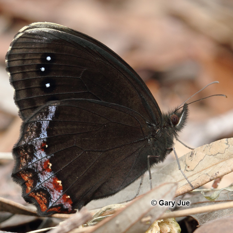 Red-bordered Satyr Gyrocheilus patrobas (Hewitson, 1862) | Butterflies ...