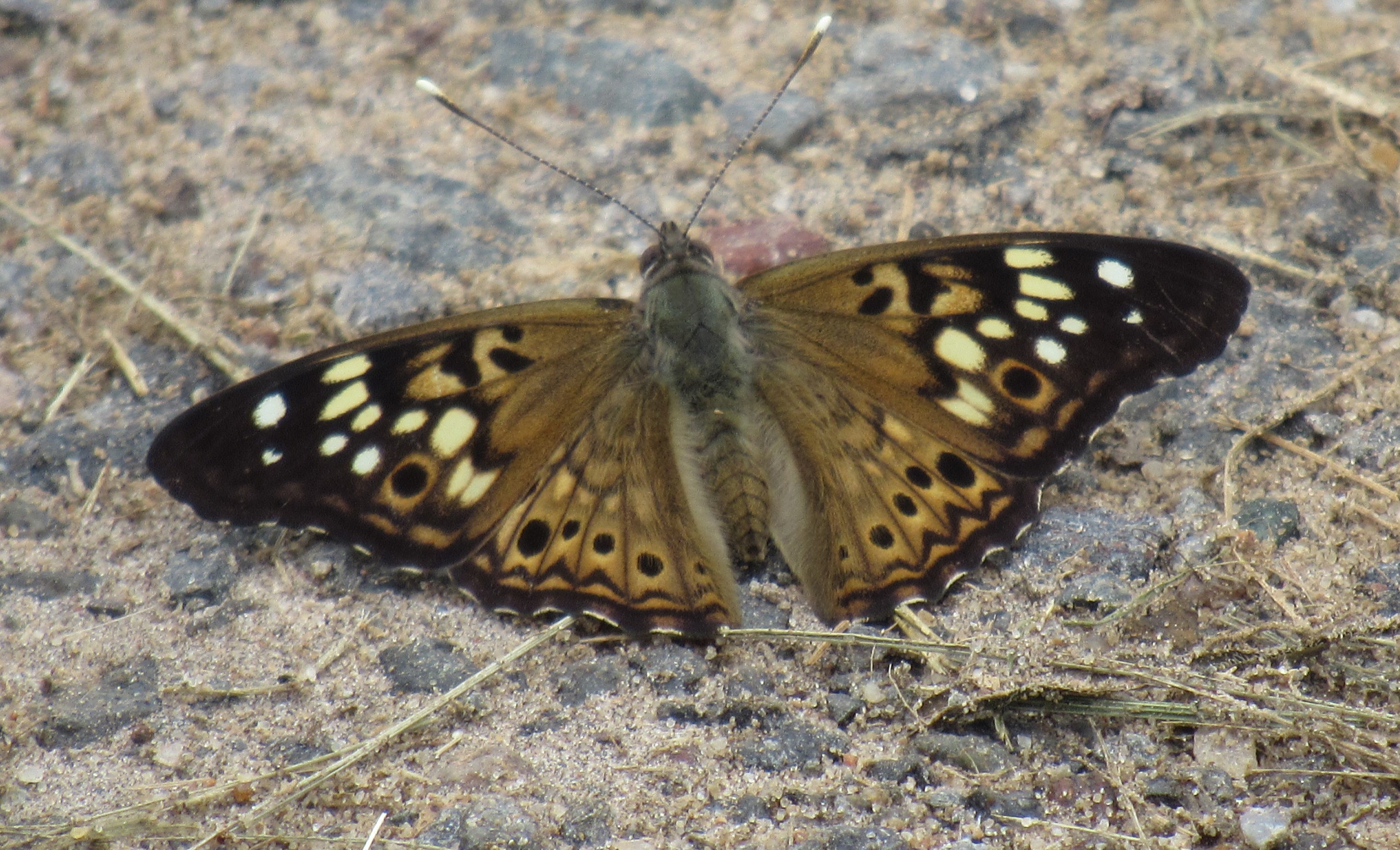 Sighting 1166016 | Butterflies and Moths of North America