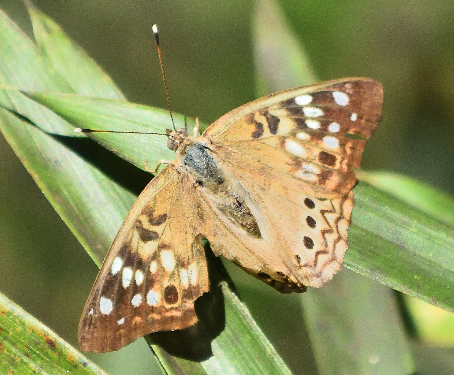 Sighting 1189025 | Butterflies and Moths of North America