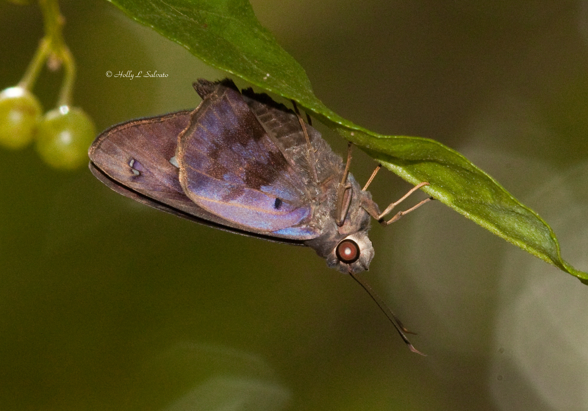 Photographs from Monroe County | Butterflies and Moths of North America