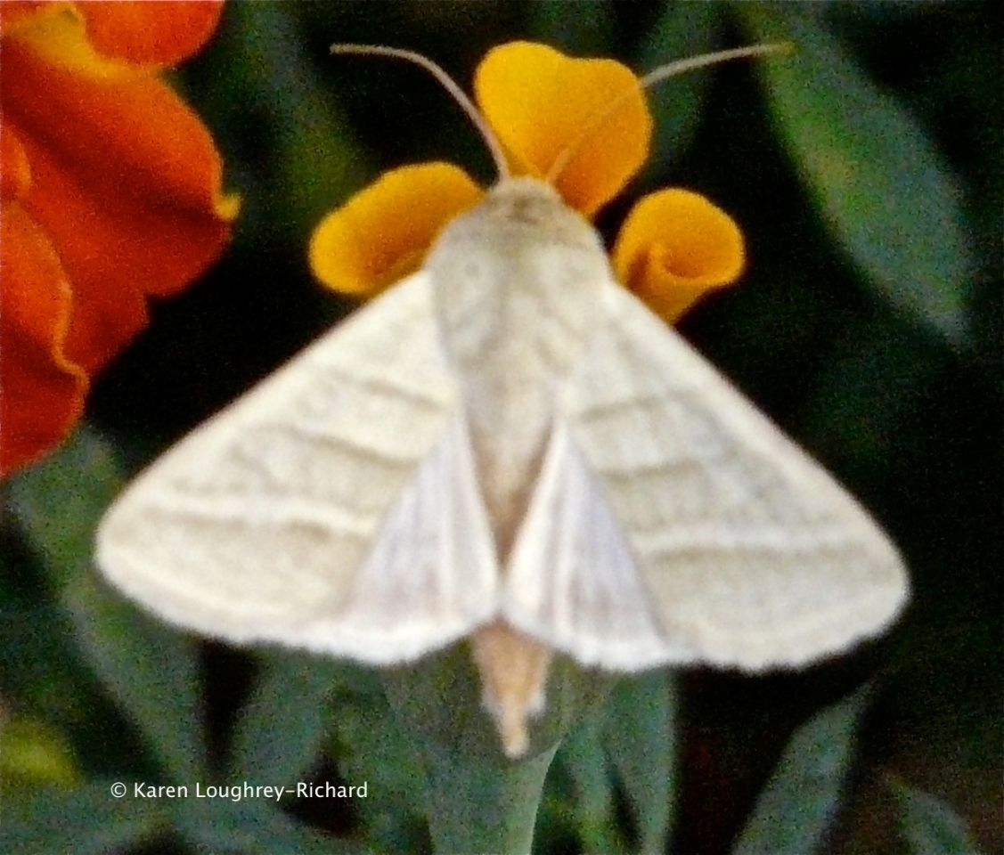 Tobacco Budworm Moth Chloridea virescens (Fabricius, 1777 ...