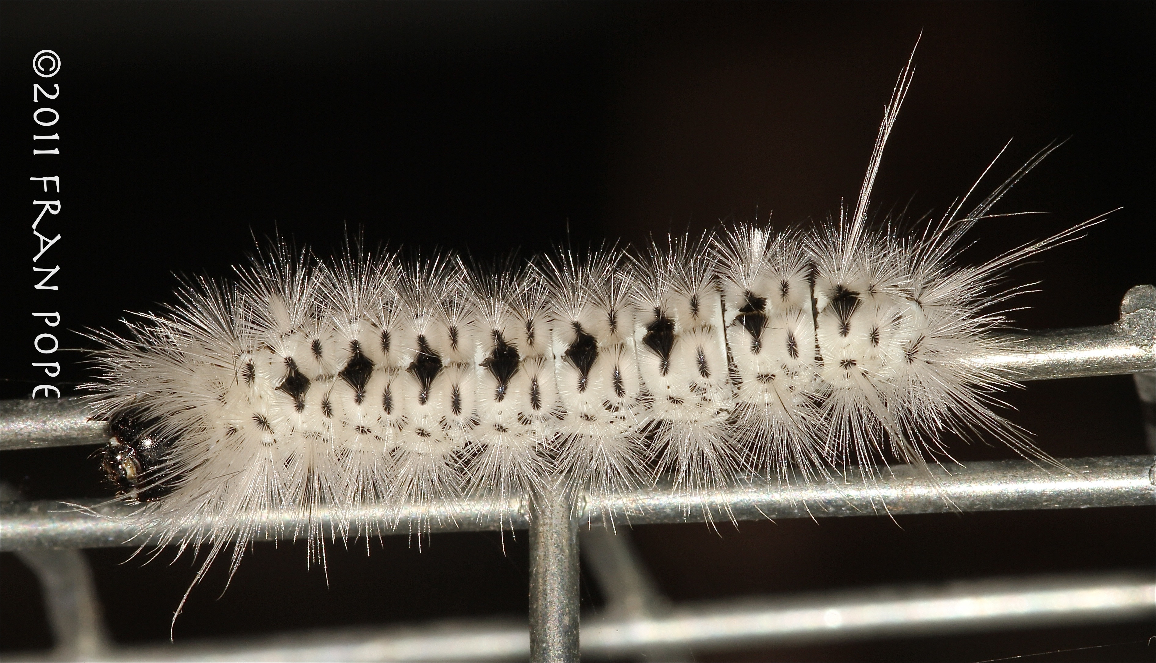 Hickory Tussock Moth or Hickory Tiger Moth Lophocampa caryae Harris ...