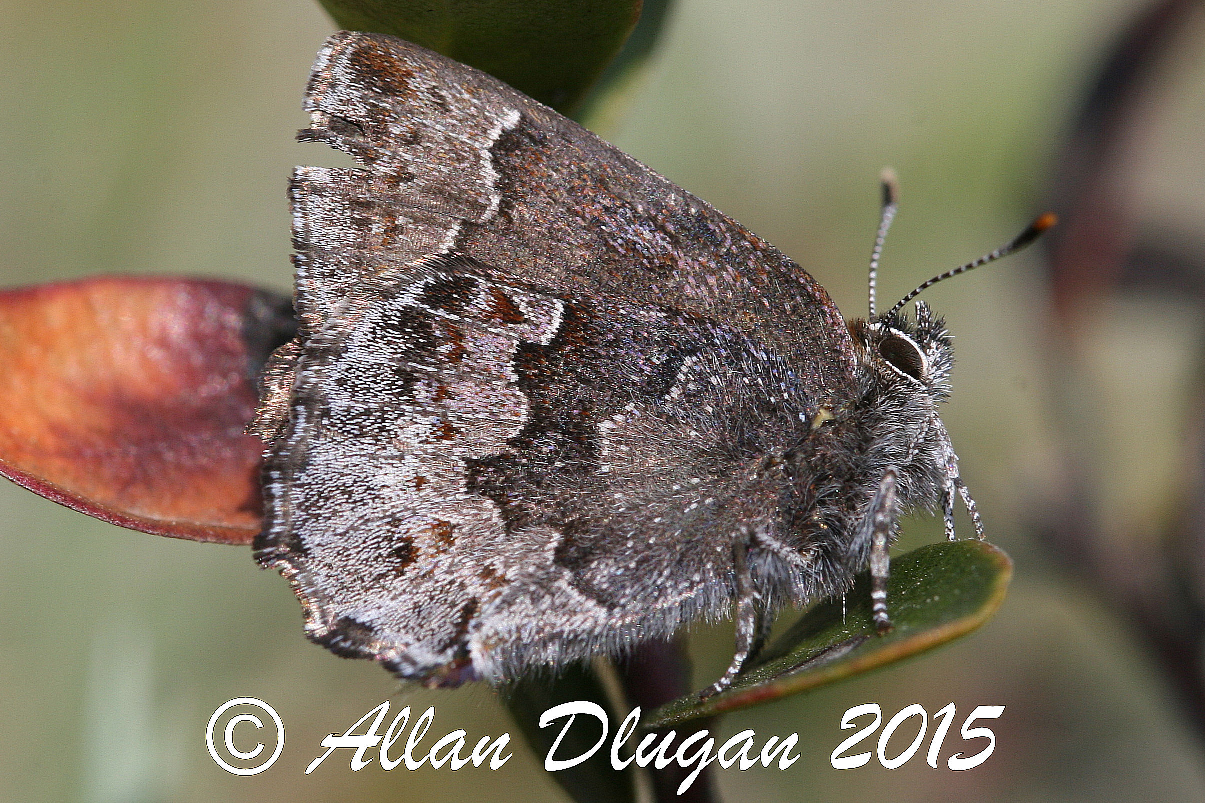 Butterfly, Moth, and Caterpillar Photographs from Saskatchewan ...