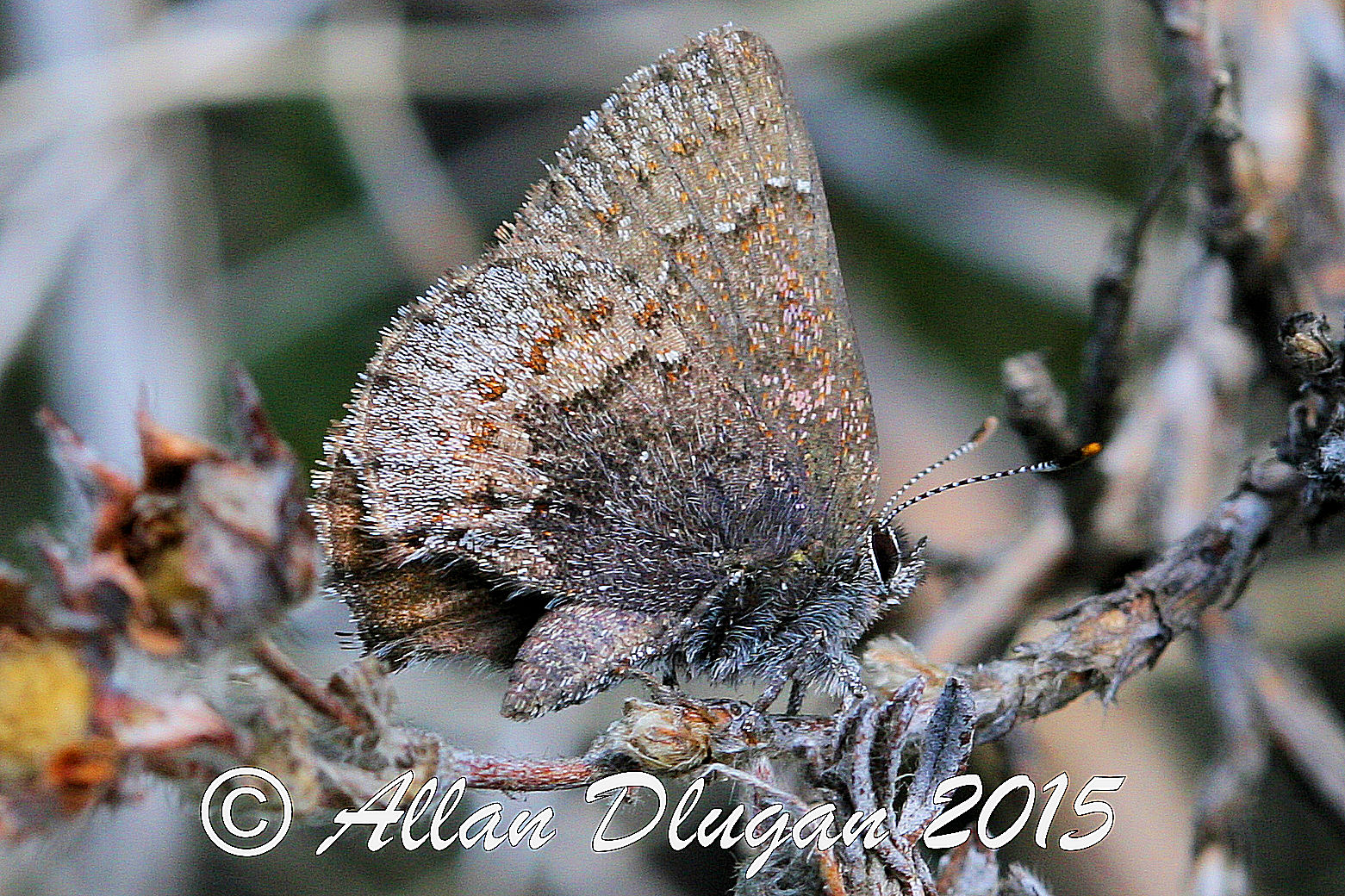 Butterfly, Moth, and Caterpillar Photographs from Saskatchewan ...