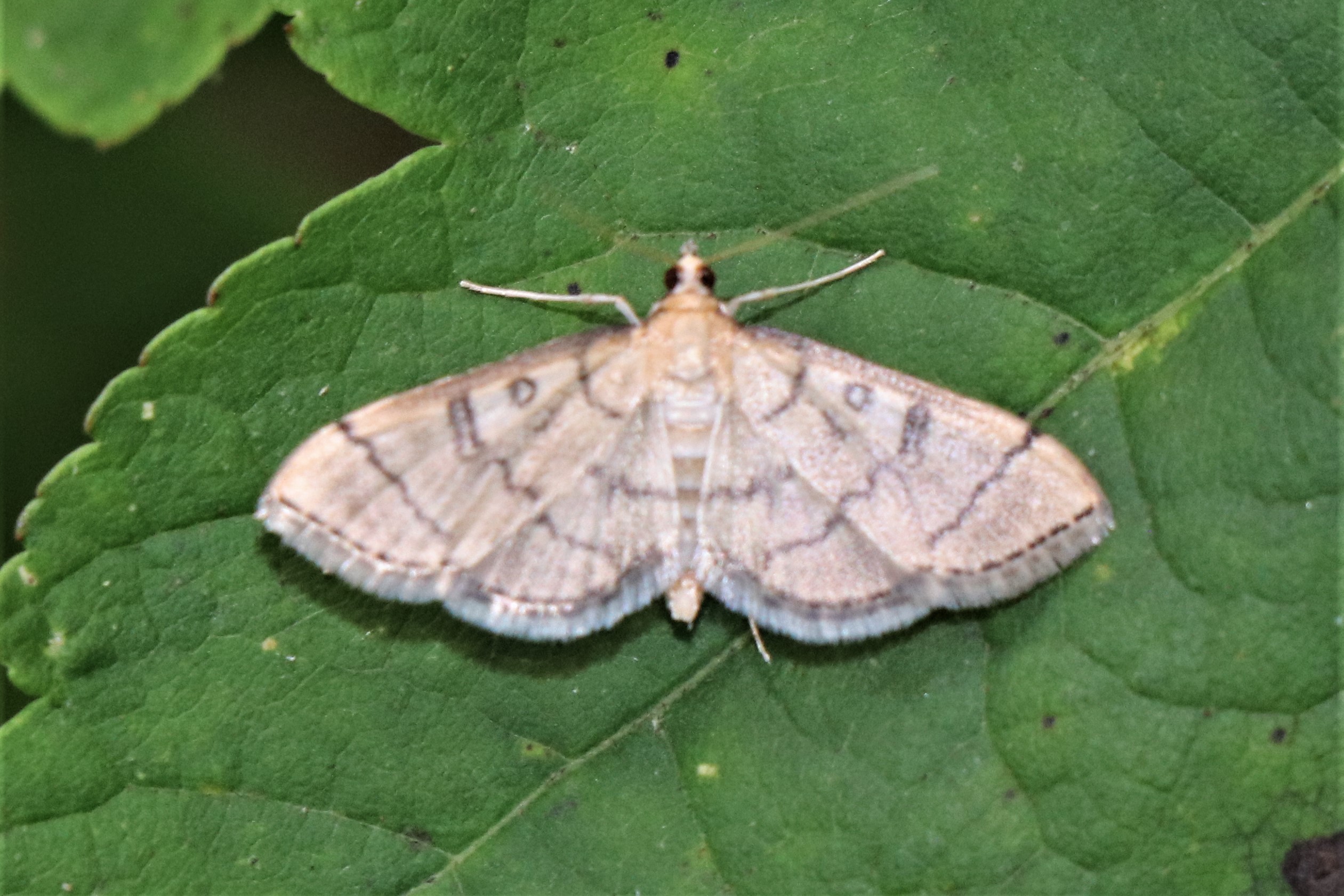 Photographs from Missouri | Butterflies and Moths of North America