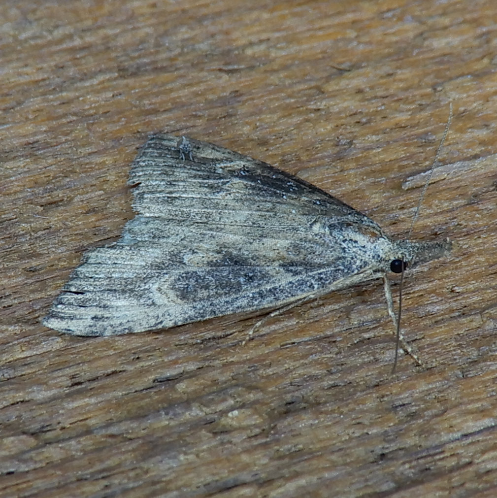 Sighting 1244020 | Butterflies and Moths of North America