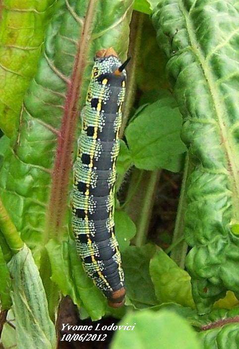 White-lined Sphinx Hyles lineata (Fabricius, 1775) | Butterflies and ...