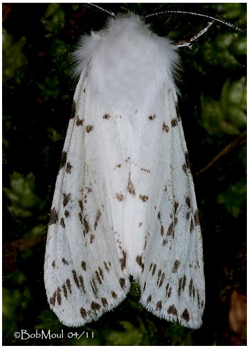Fall Webworm Moth Hyphantria cunea (Drury, 1773) | Butterflies and ...