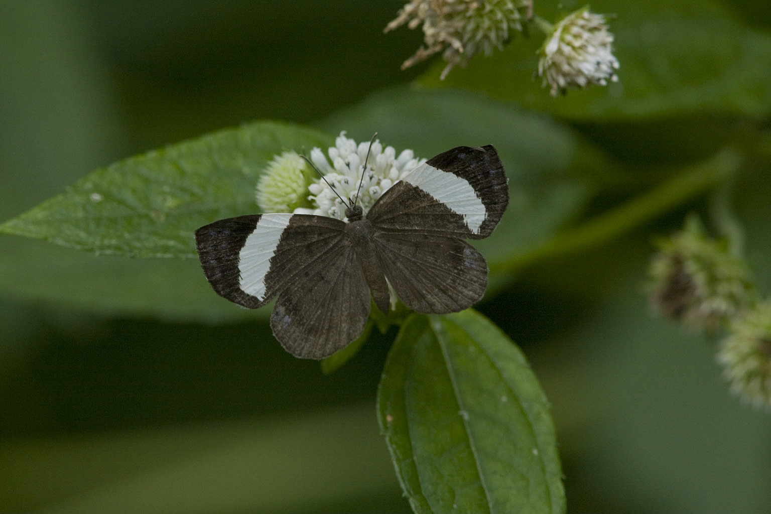Butterfly, Moth, and Caterpillar Photographs from Chiapas | Butterflies ...