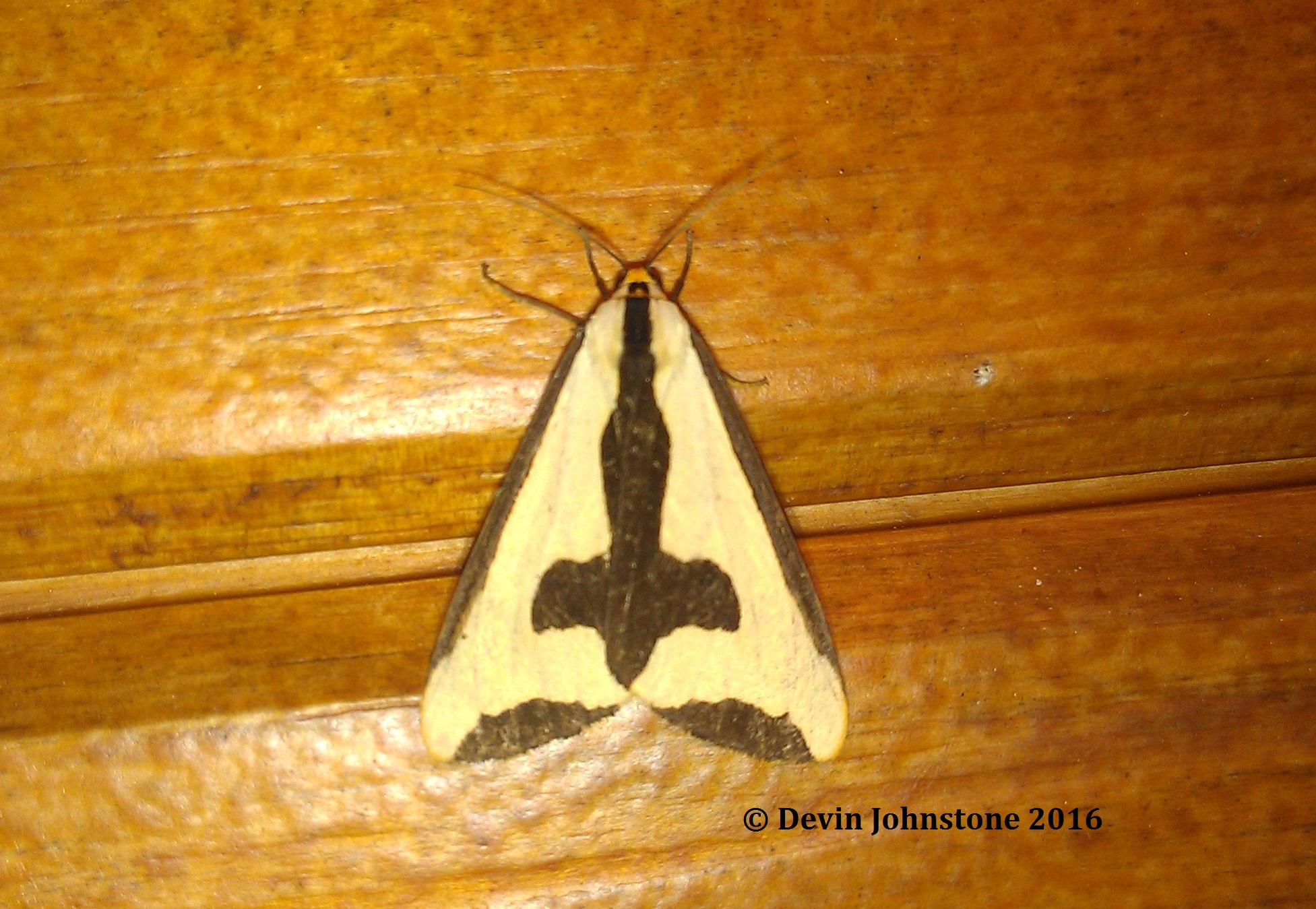 Clymene Moth Haploa clymene (Brown, 1776) | Butterflies and Moths of ...