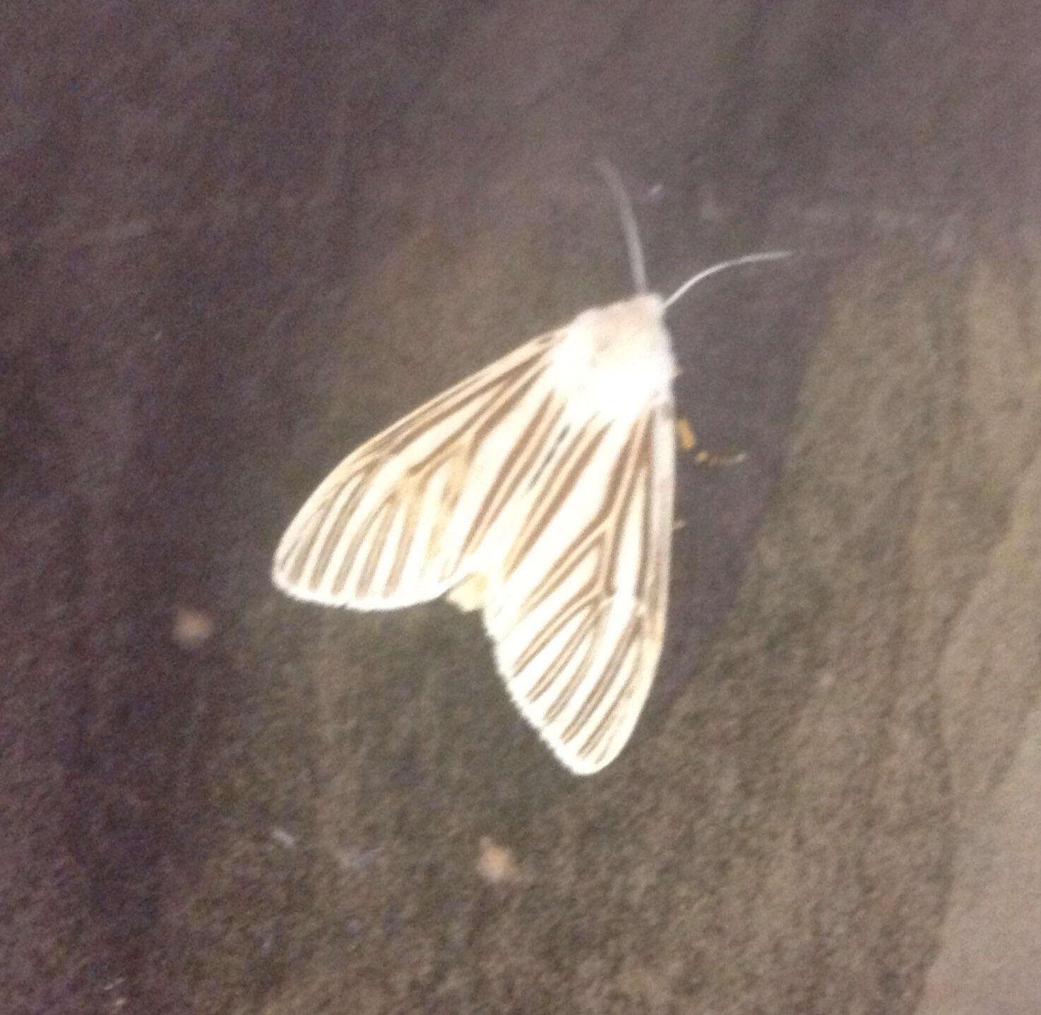 Sighting 1039311 | Butterflies and Moths of North America