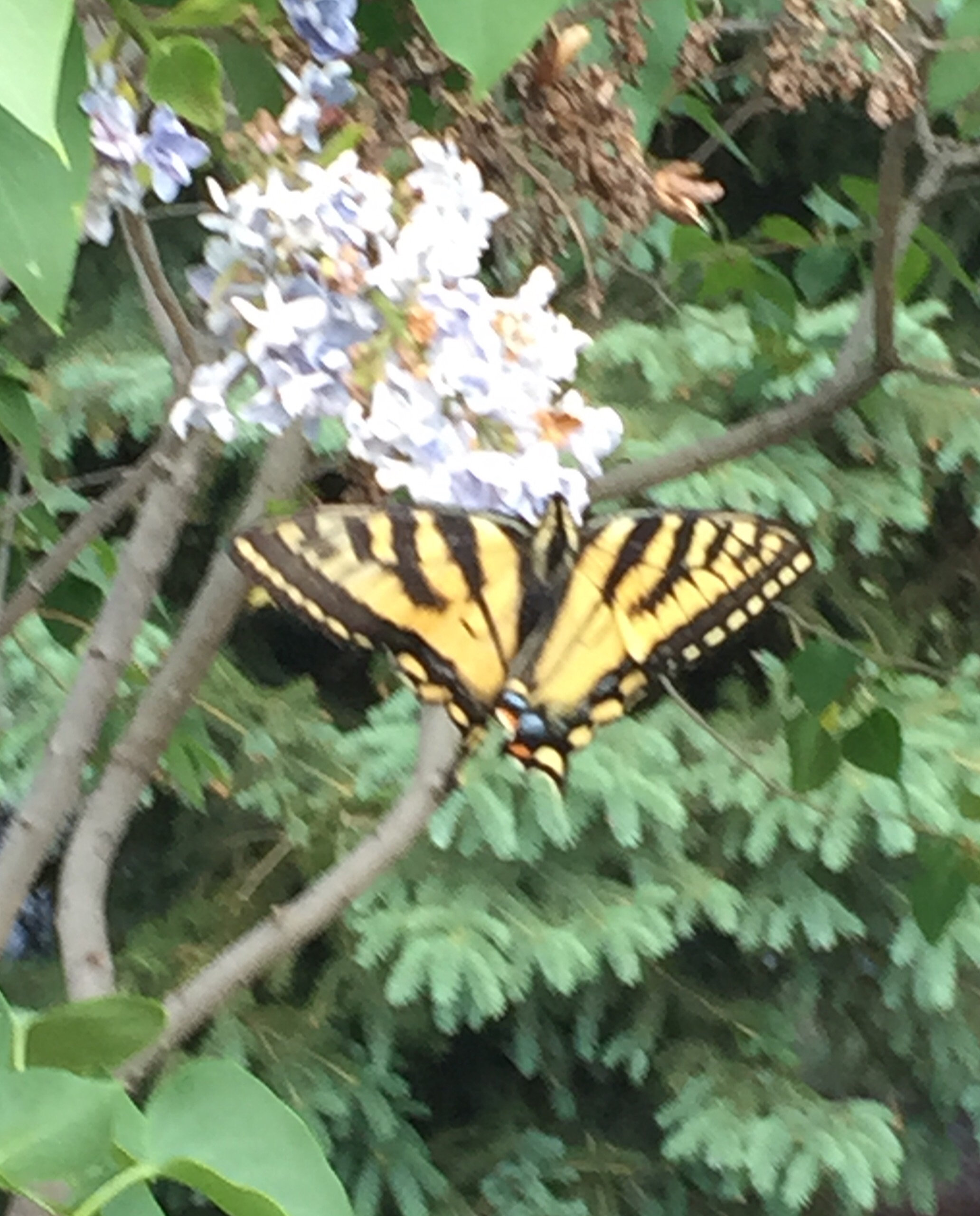 Butterfly, Moth, and Caterpillar Photographs from Alberta | Butterflies ...