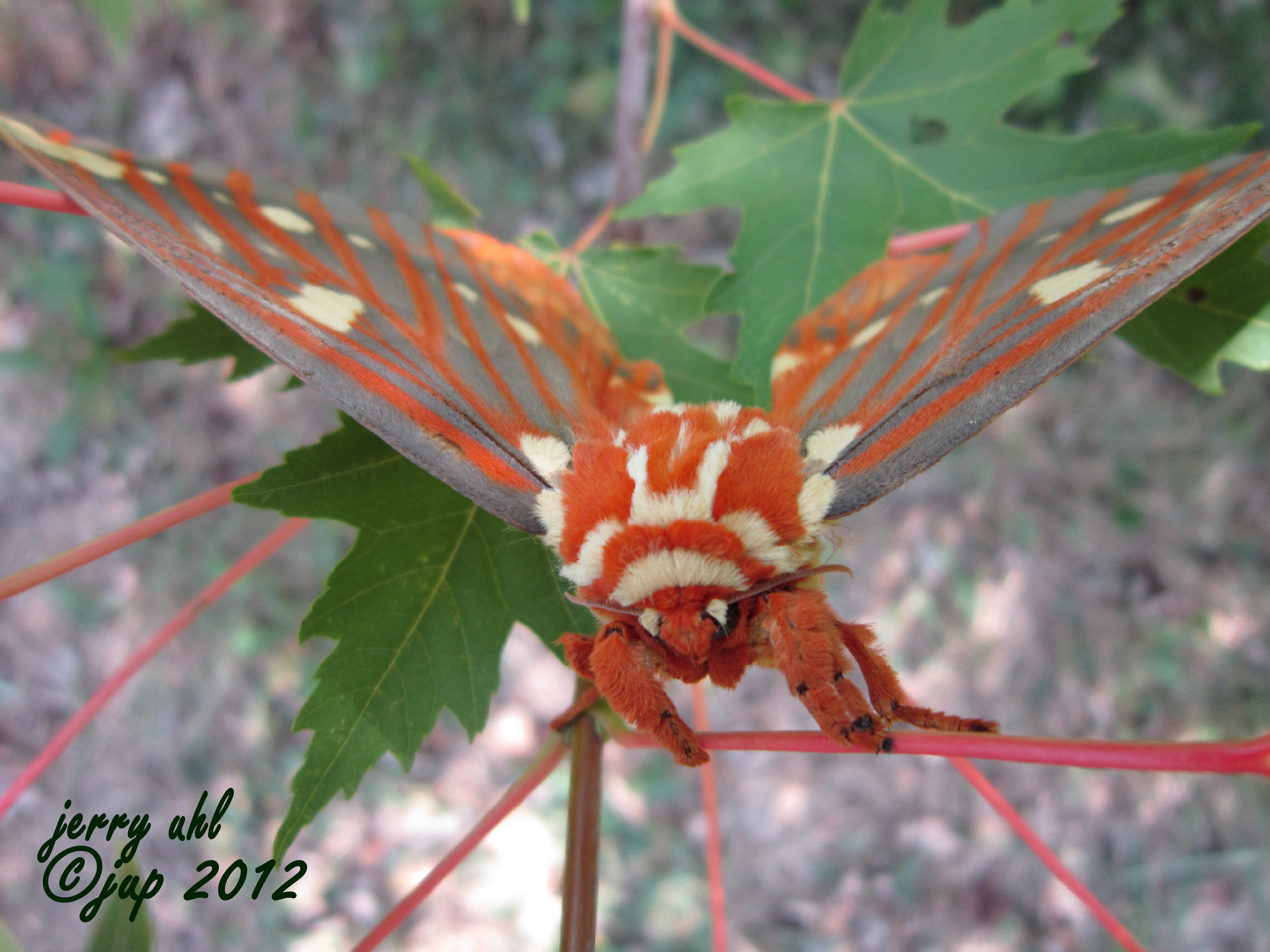 Family Saturniidae (Wild Silk Moths) | Butterflies and Moths of North ...