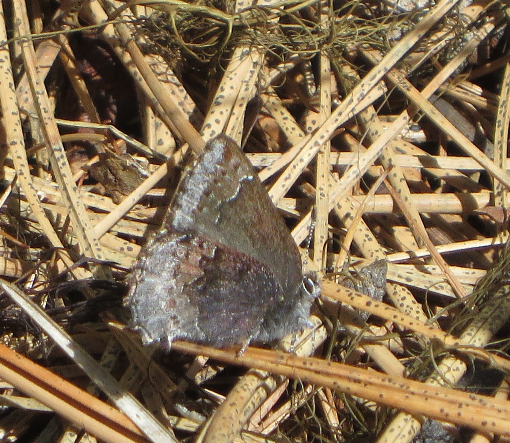 Butterfly, Moth, and Caterpillar Photographs from Stevens County ...