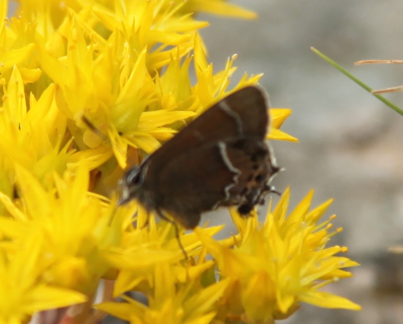 Butterfly, Moth, and Caterpillar Photographs from Montana | Butterflies ...