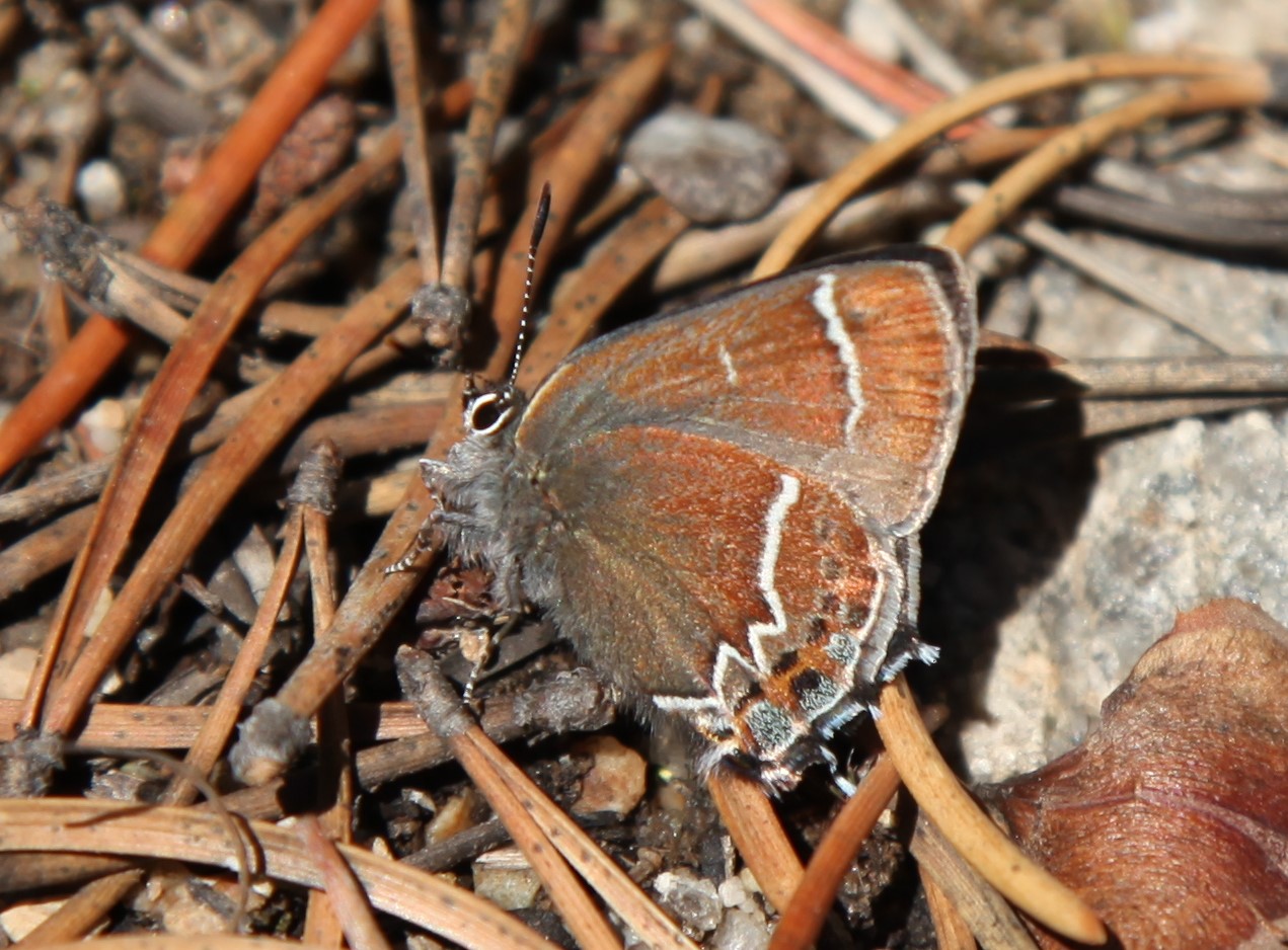 Butterfly, Moth, and Caterpillar Photographs from Montana | Butterflies ...