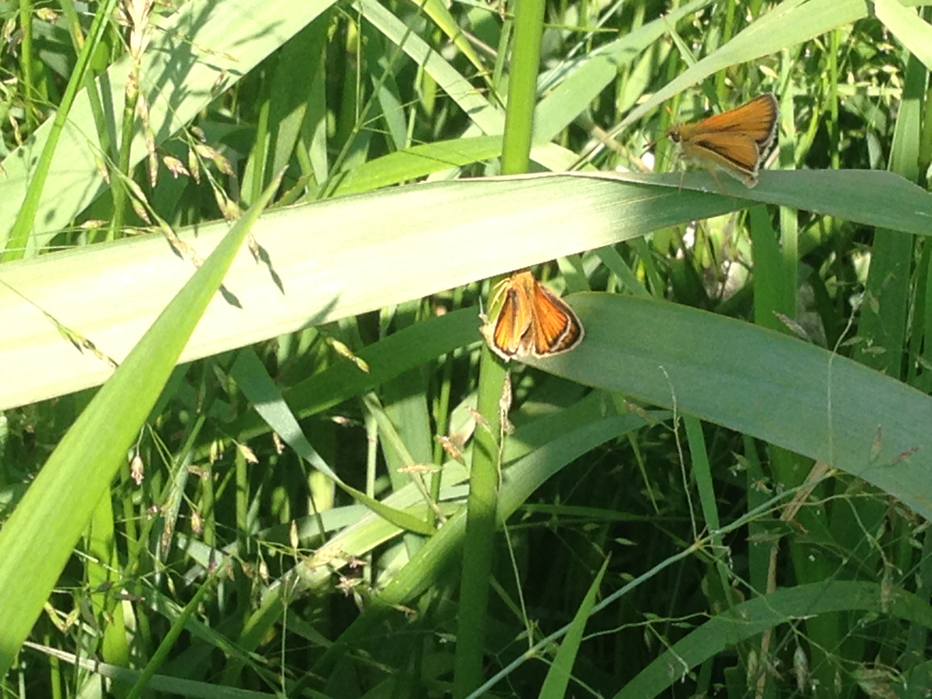 Butterfly, Moth, and Caterpillar Photographs from Alberta | Butterflies ...