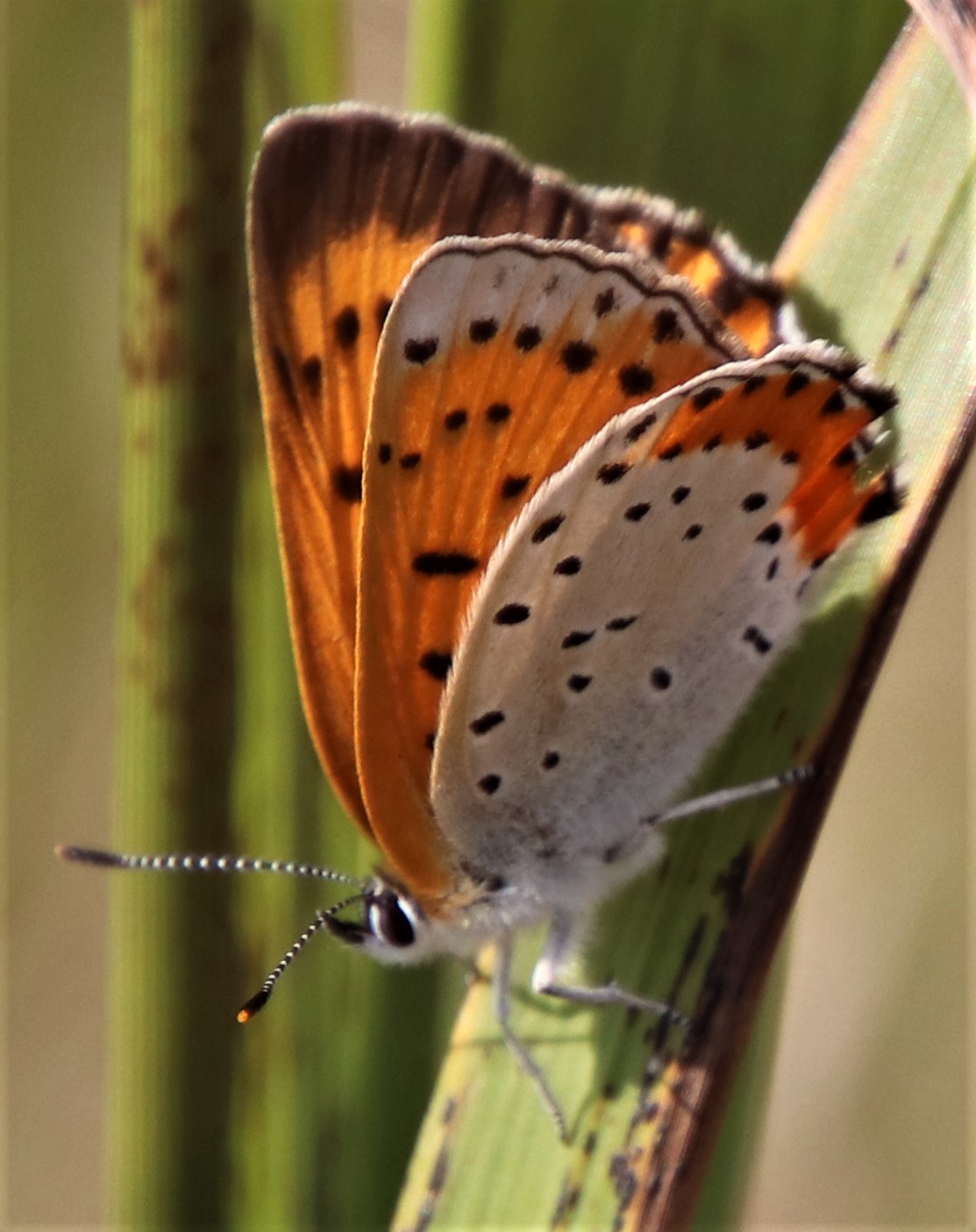 Butterfly, Moth, and Caterpillar Photographs from Buffalo County ...