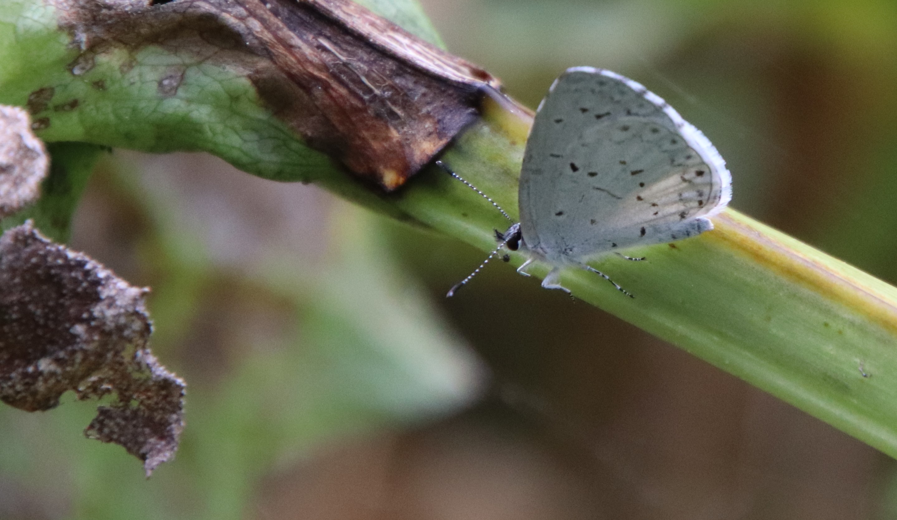 Butterfly, Moth, and Caterpillar Photographs from Buffalo County ...