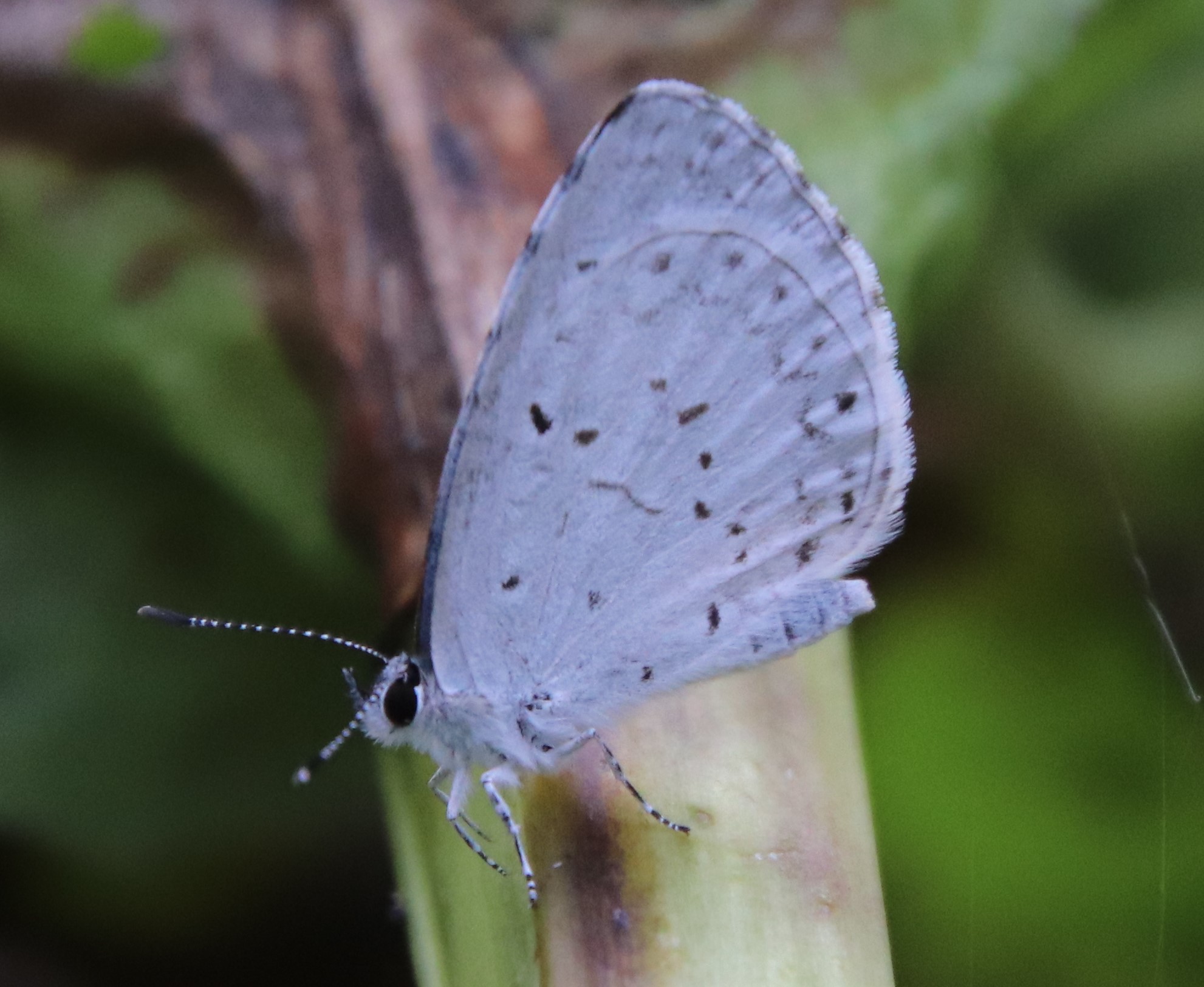 Butterfly, Moth, and Caterpillar Photographs from Buffalo County ...