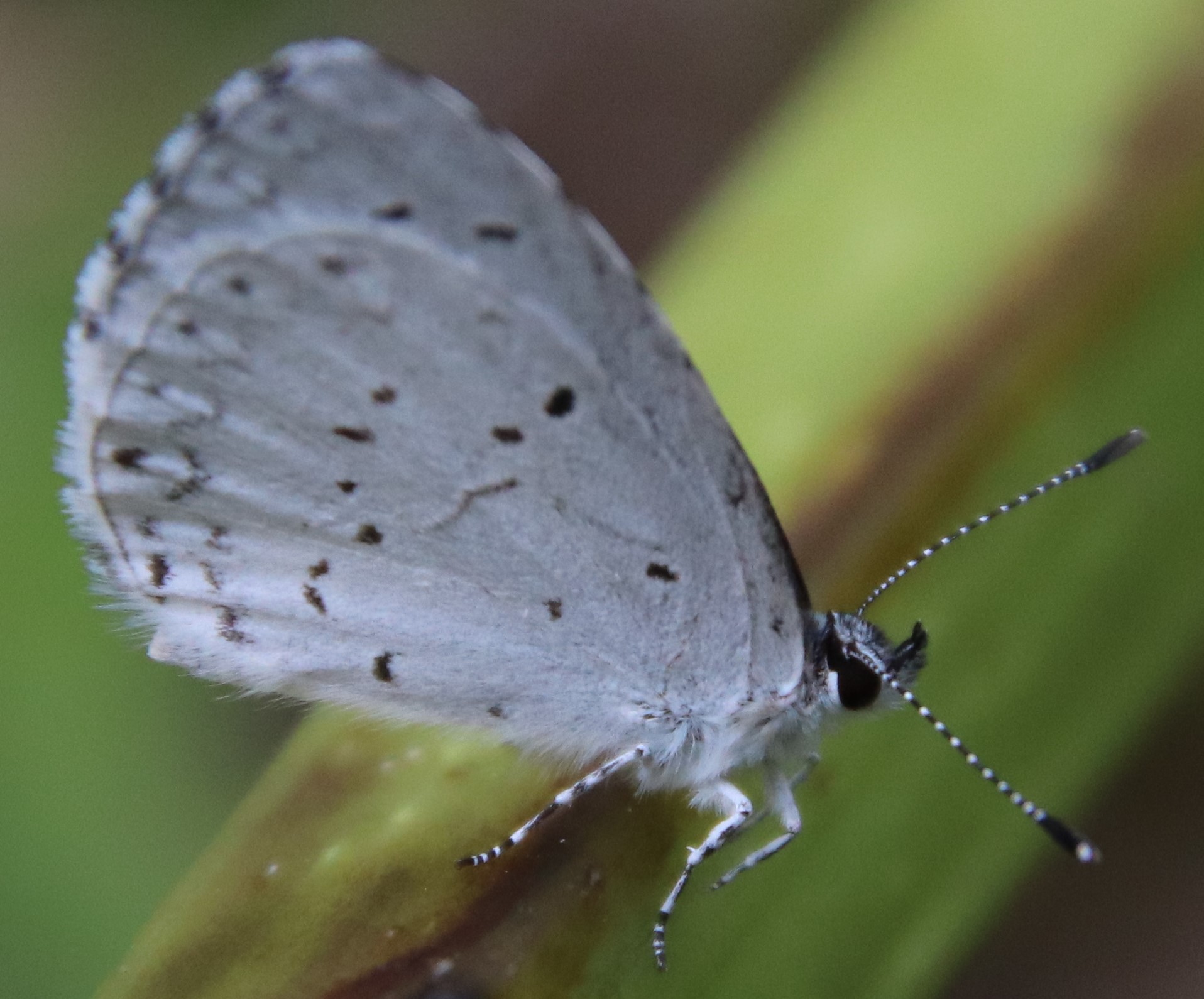 Butterfly, Moth, and Caterpillar Photographs from Buffalo County ...