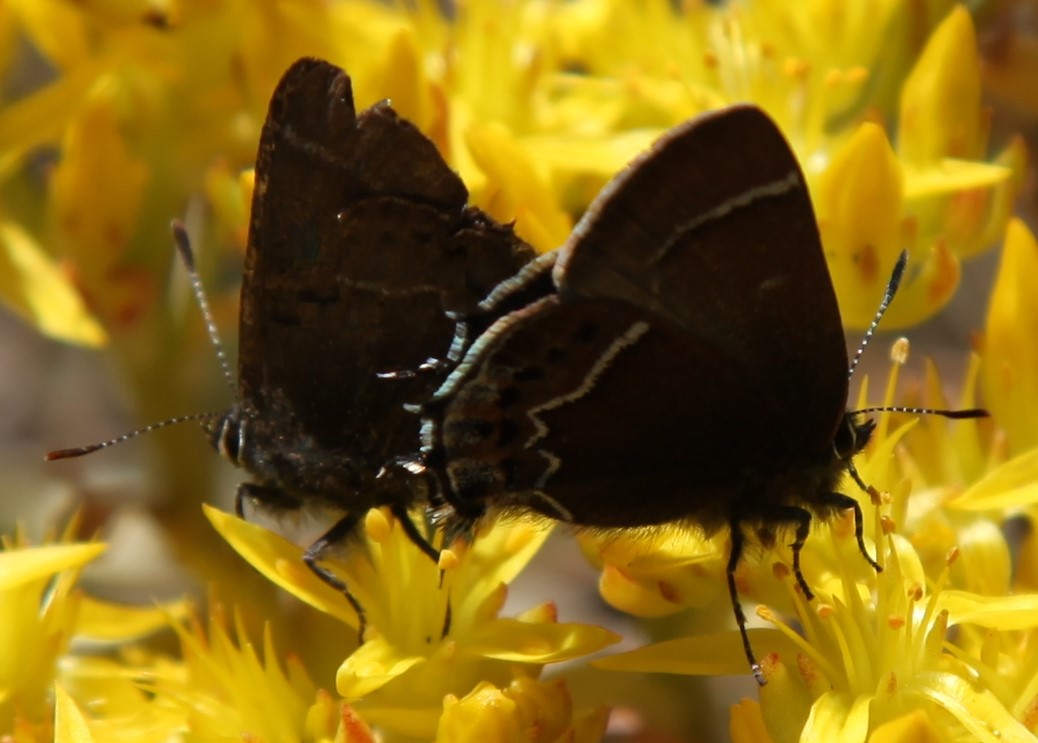 Butterfly, Moth, and Caterpillar Photographs from Montana | Butterflies ...