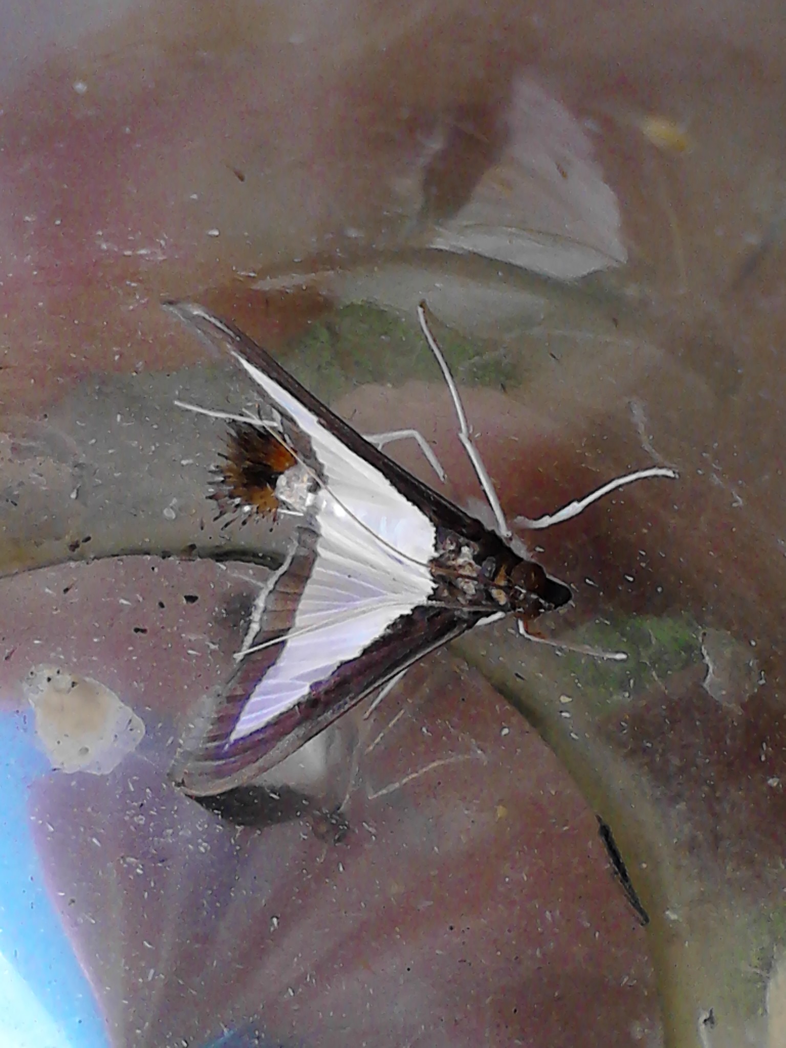 Photographs from Puerto Rico | Butterflies and Moths of North America