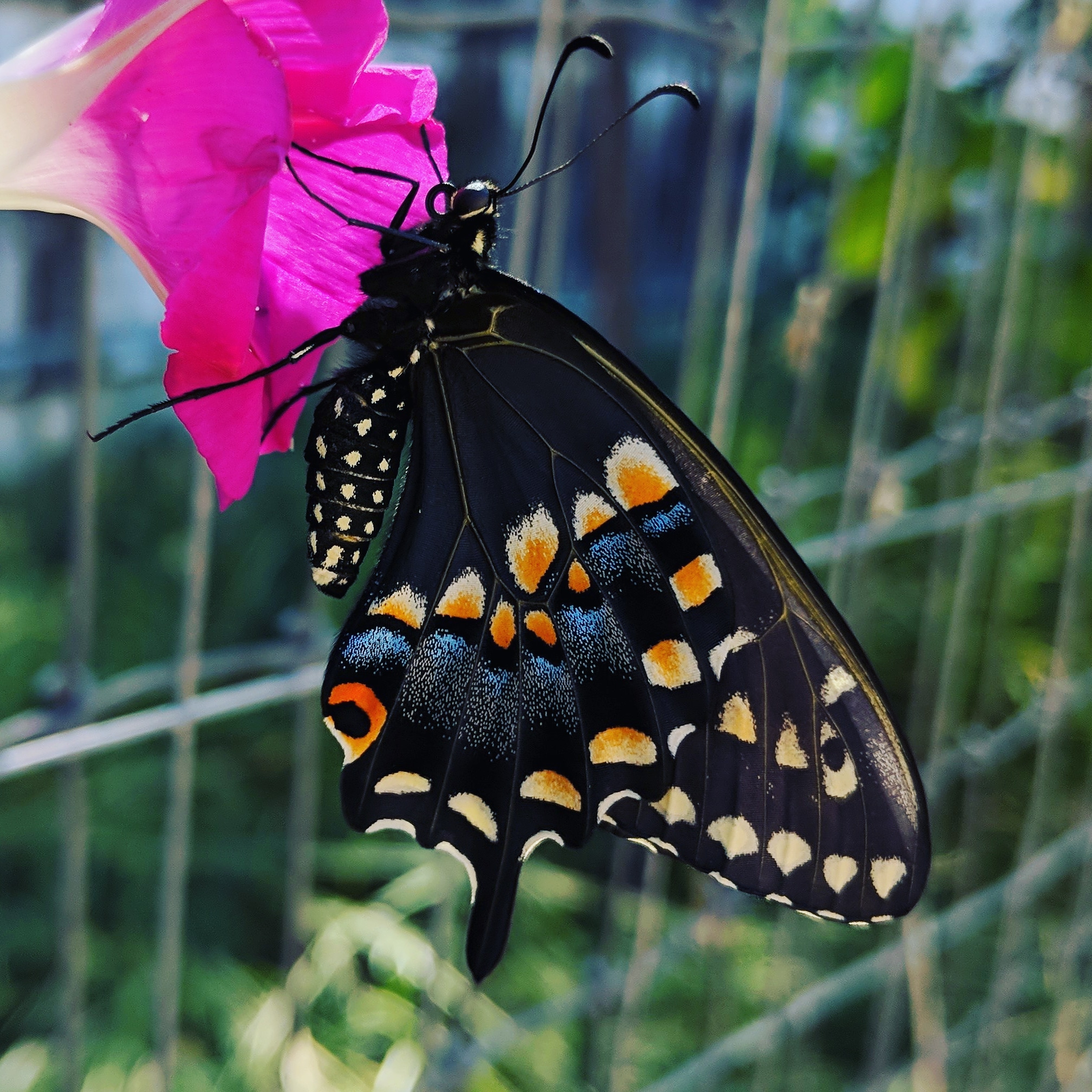 Sighting 1199681 | Butterflies and Moths of North America