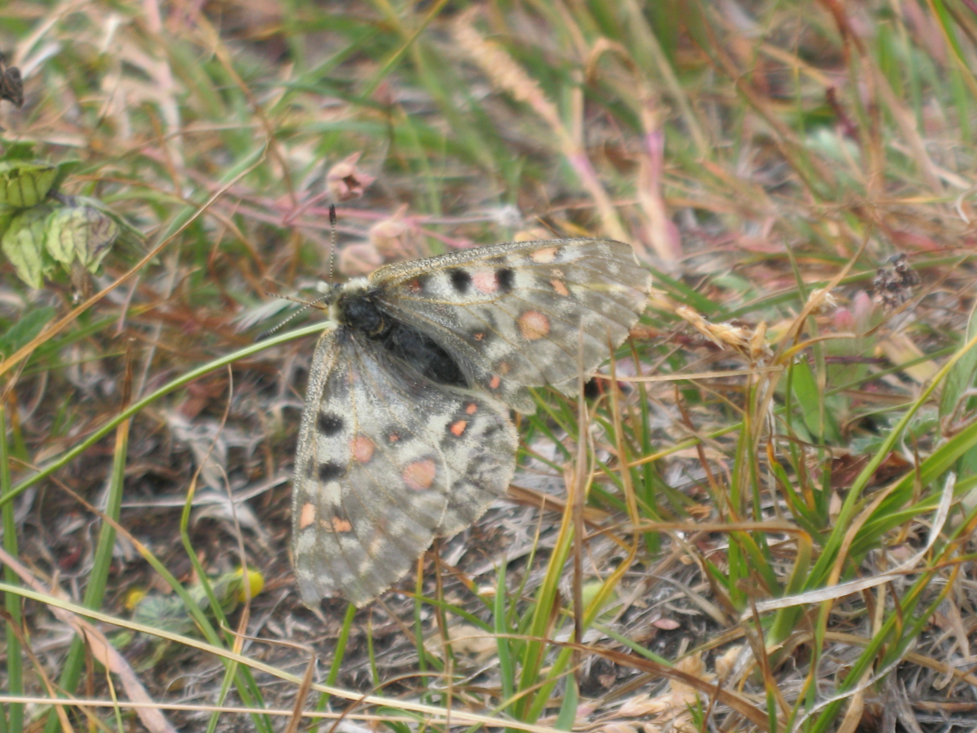 Butterfly, Moth, and Caterpillar Photographs from Alberta | Butterflies ...
