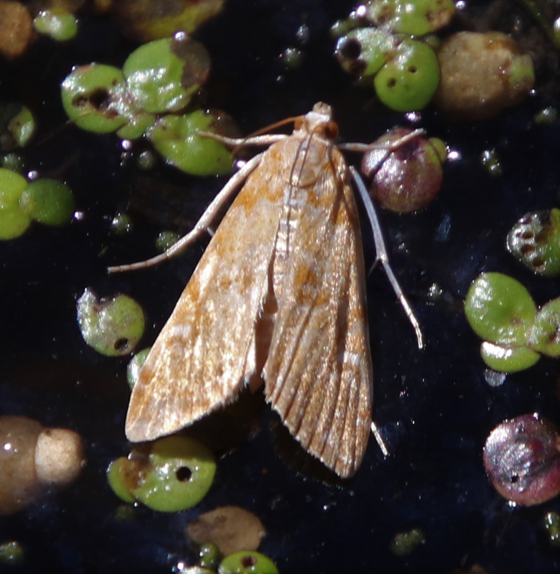 Photographs from Buffalo County | Butterflies and Moths of North America