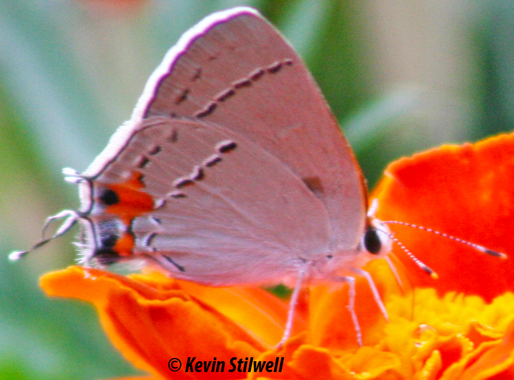 Gray Hairstreak Strymon melinus (Hübner, 1818) | Butterflies and Moths ...