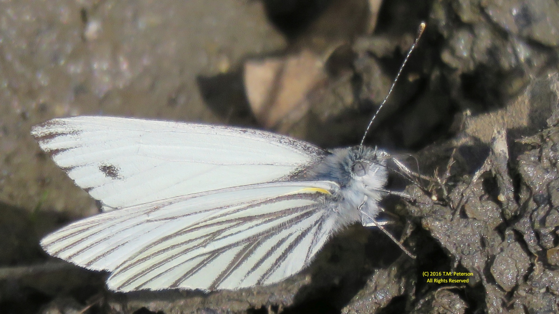 Butterfly, Moth, and Caterpillar Photographs from San Mateo County ...