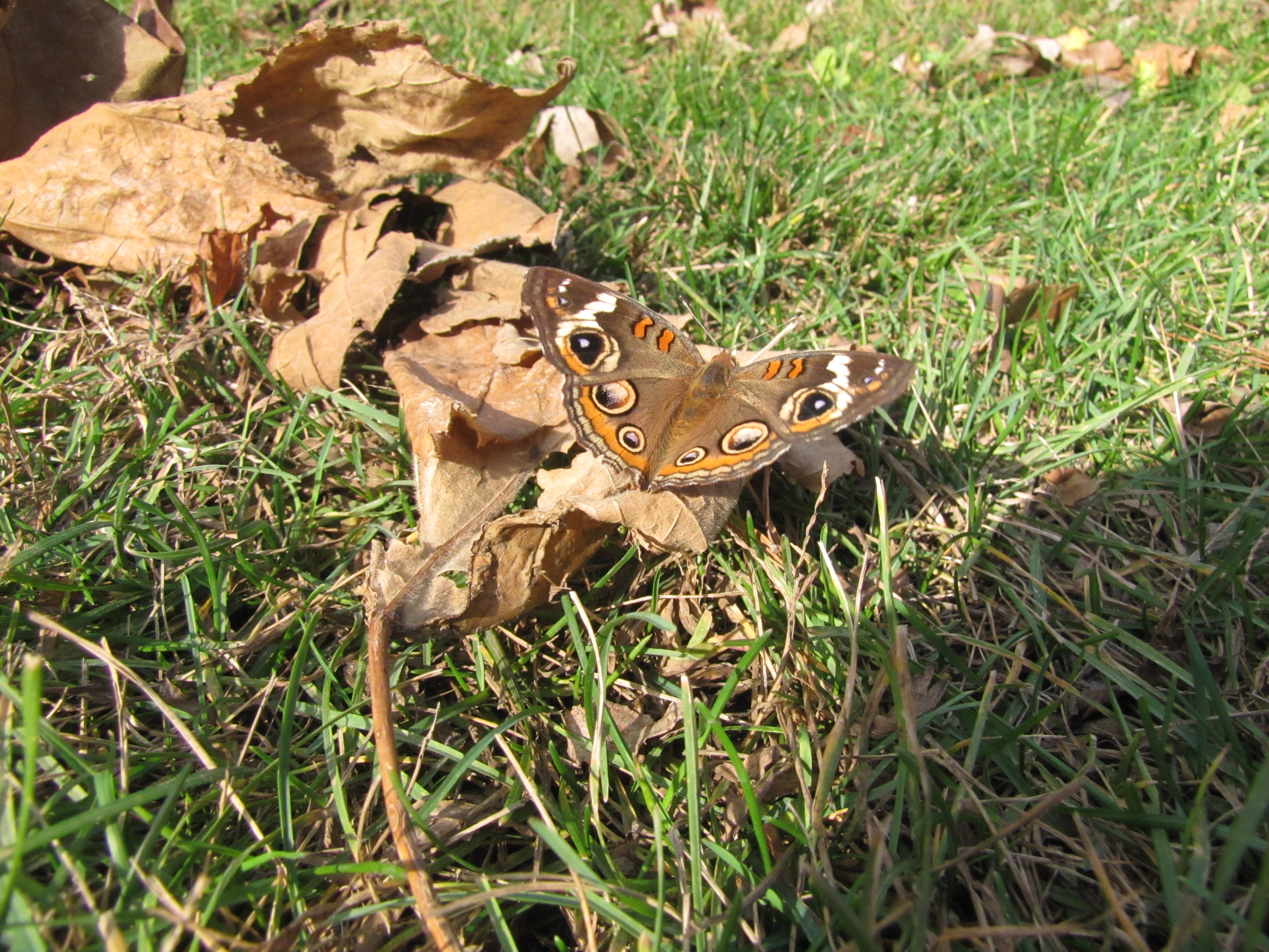 Butterfly, Moth, and Caterpillar Photographs from Story County ...