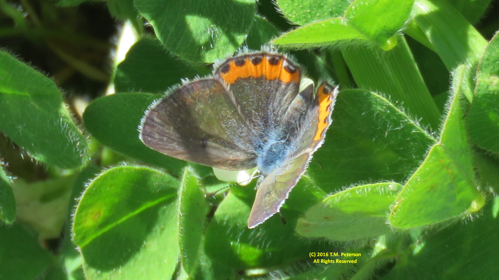 Photographs from San Mateo County | Butterflies and Moths of North America