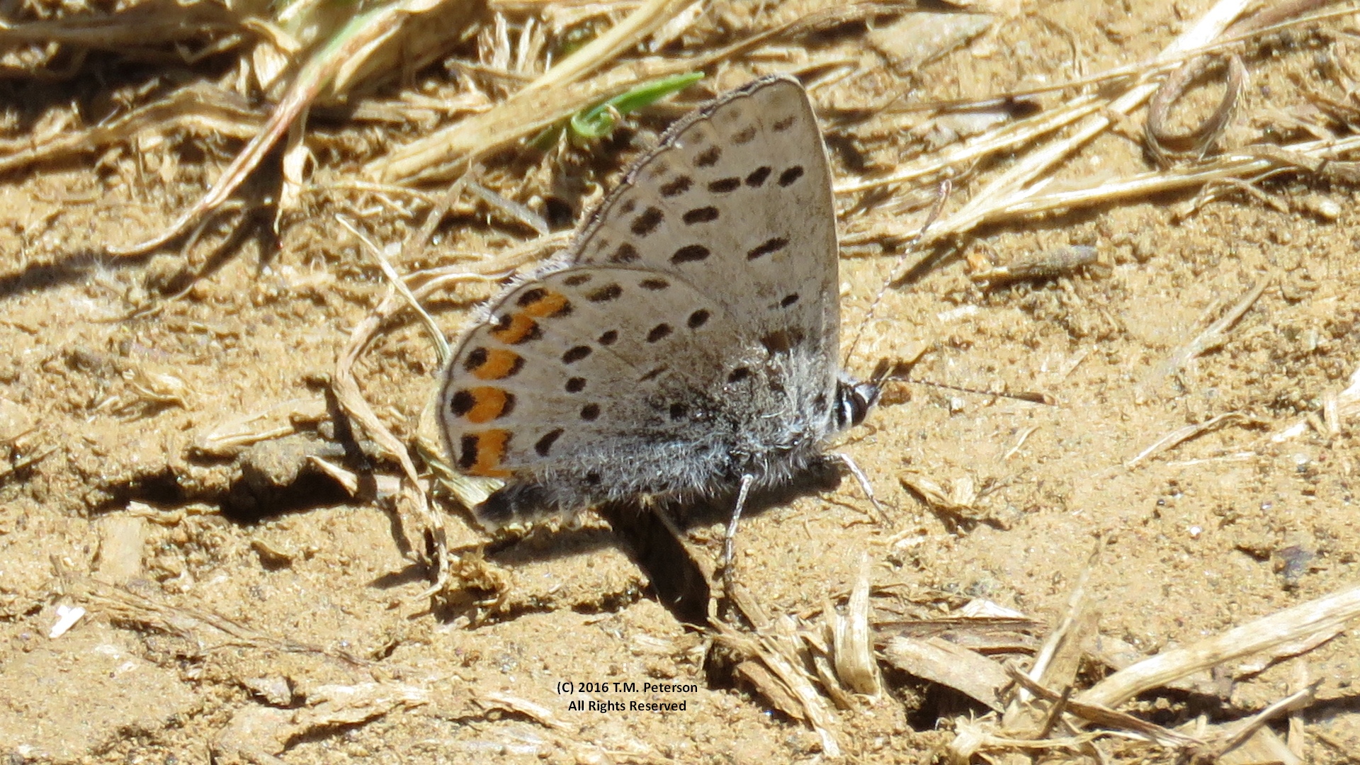 Photographs from San Mateo County | Butterflies and Moths of North America