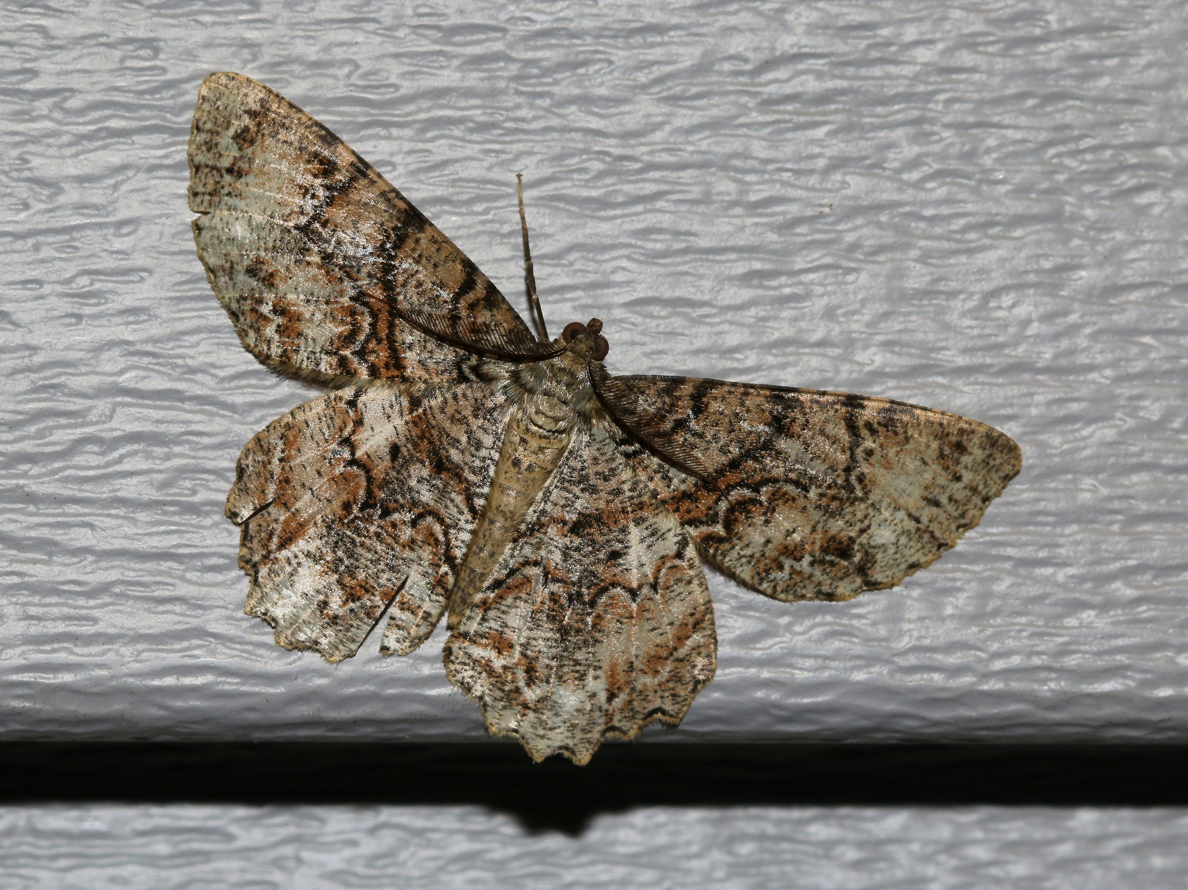 Alabama | Butterflies and Moths of North America