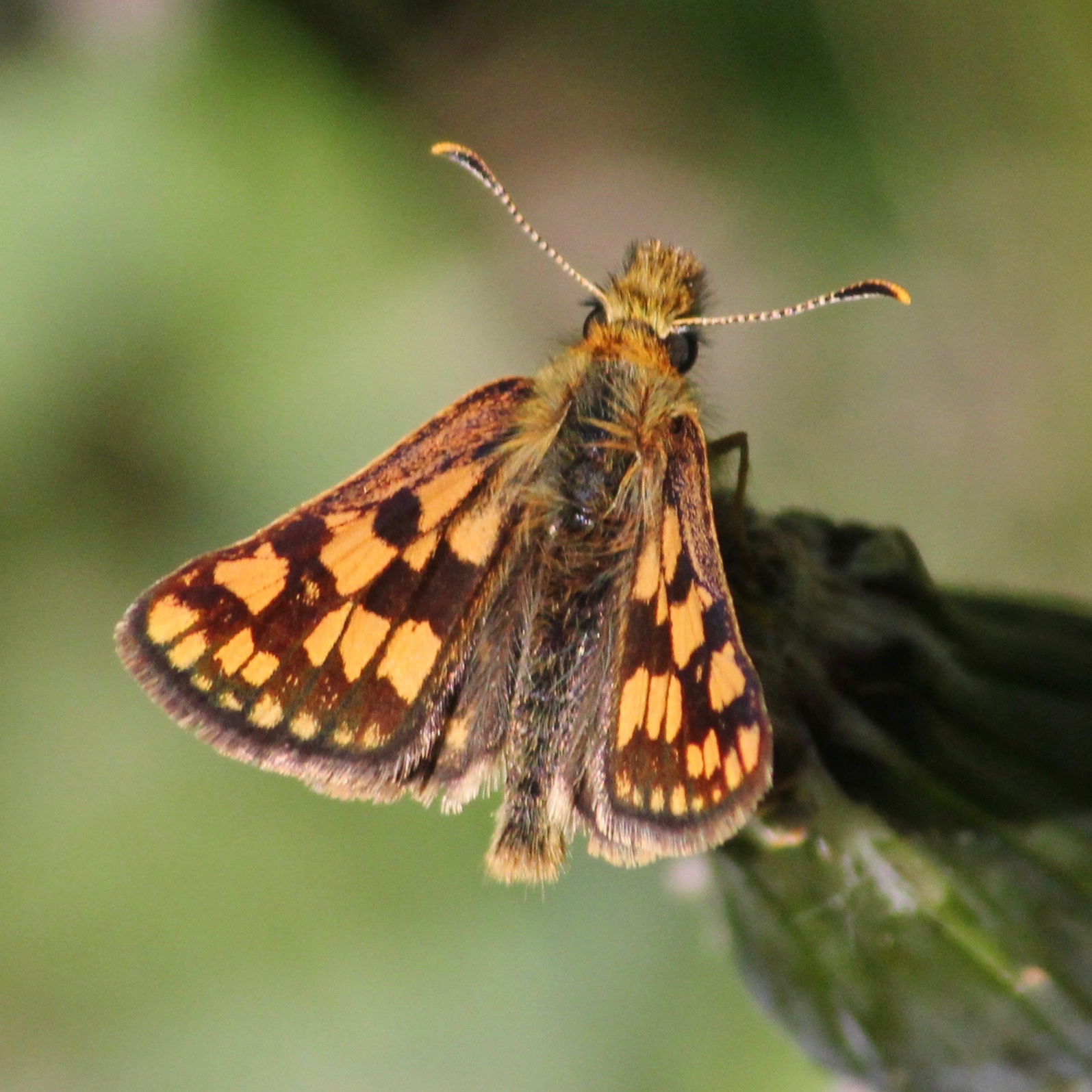 Butterfly, Moth, and Caterpillar Photographs from Alberta | Butterflies ...