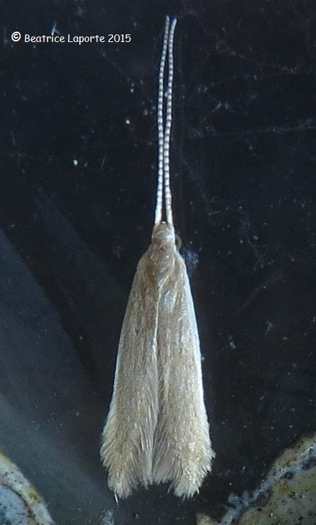 Pecan Cigar Casebearer Moth Coleophora laticornella (Clemens, 1860 ...