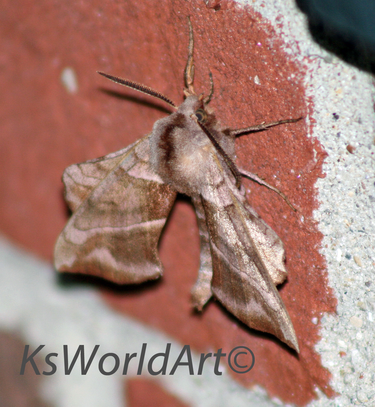 Walnut sphinx Amorpha juglandis (J.E. Smith, 1797) | Butterflies and ...