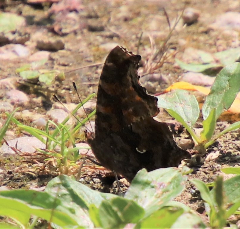 Butterfly, Moth, and Caterpillar Photographs from Buffalo County ...