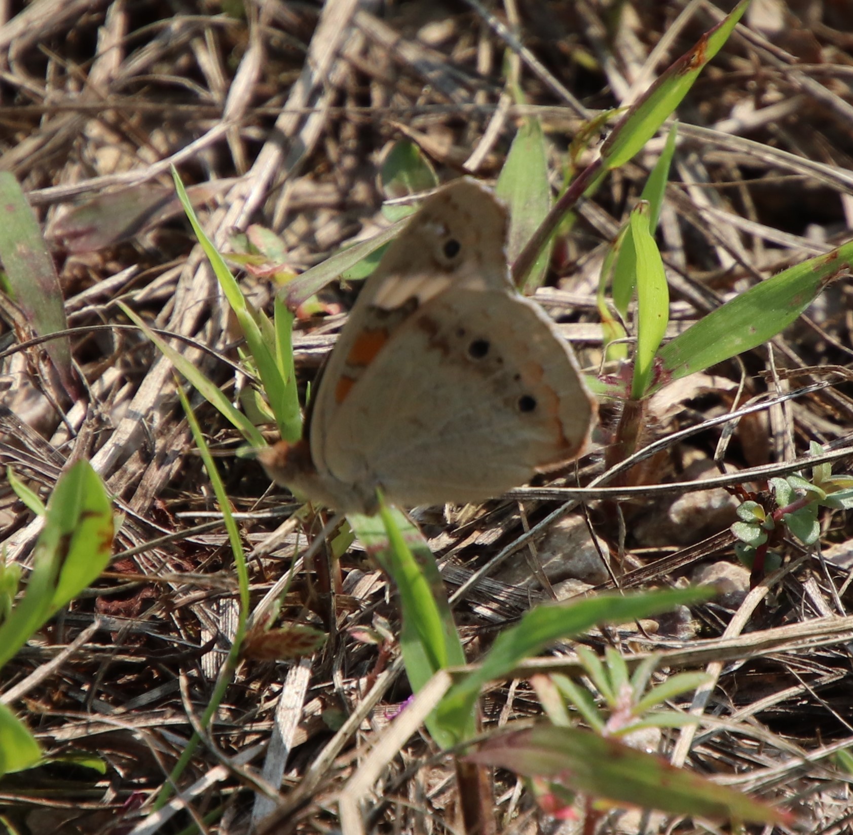 Butterfly, Moth, and Caterpillar Photographs from Buffalo County ...
