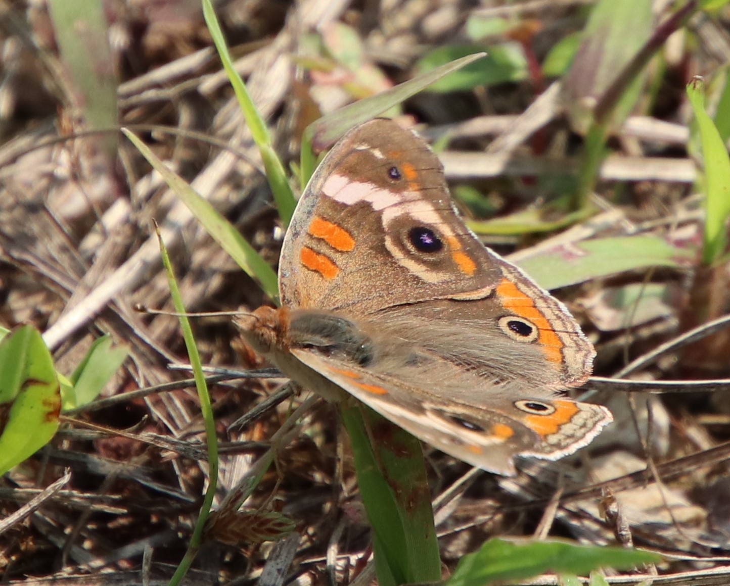 Butterfly, Moth, and Caterpillar Photographs from Buffalo County ...