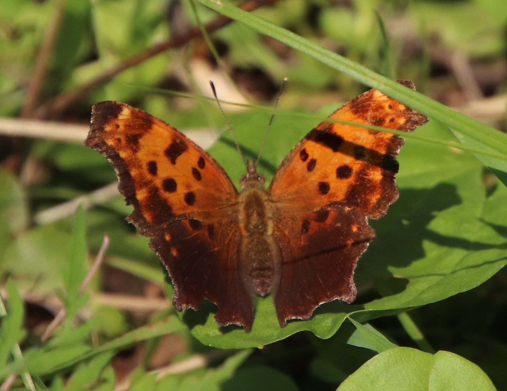 Butterfly, Moth, and Caterpillar Photographs from Buffalo County ...