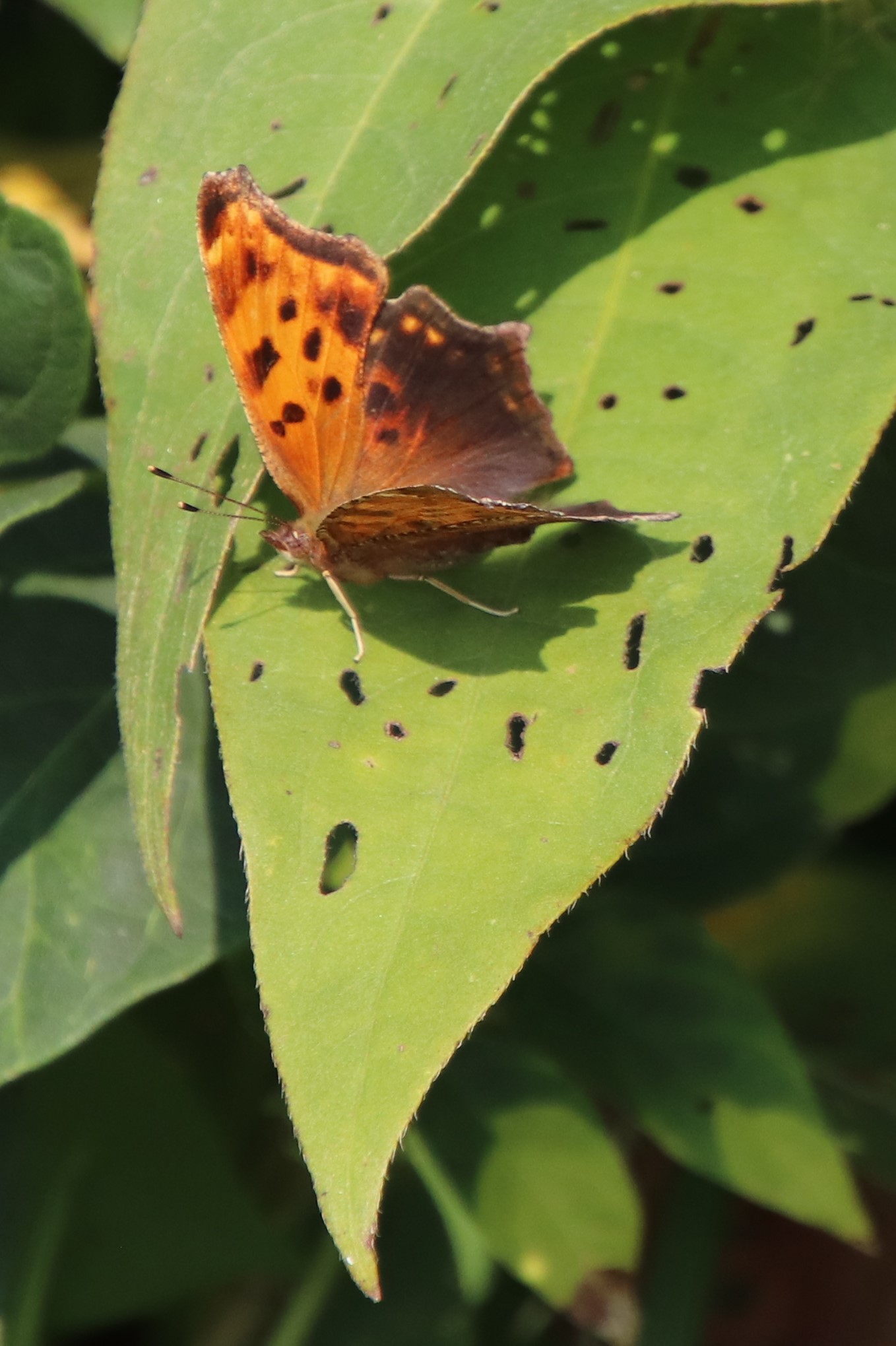 Butterfly, Moth, and Caterpillar Photographs from Buffalo County ...