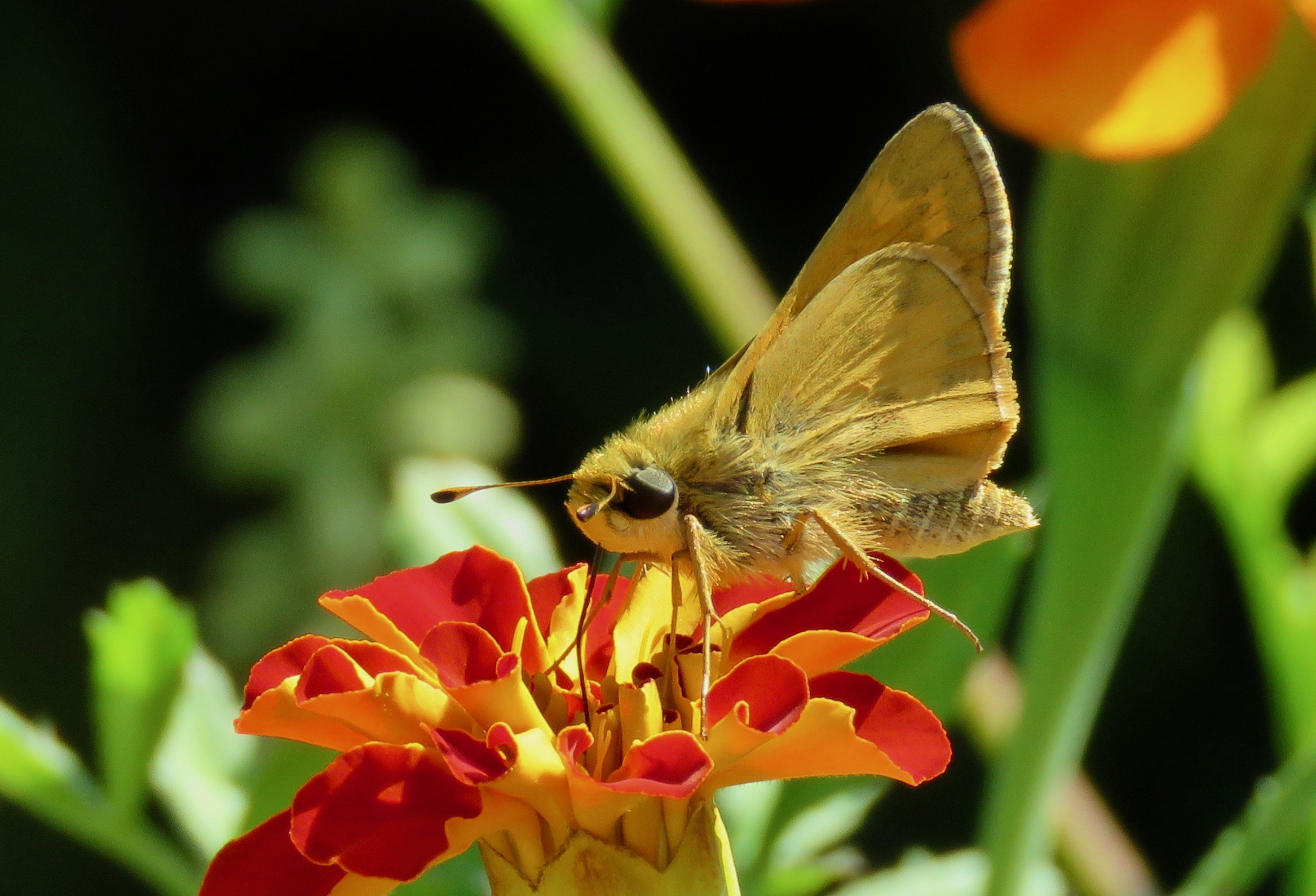 Sighting 1215833 | Butterflies and Moths of North America