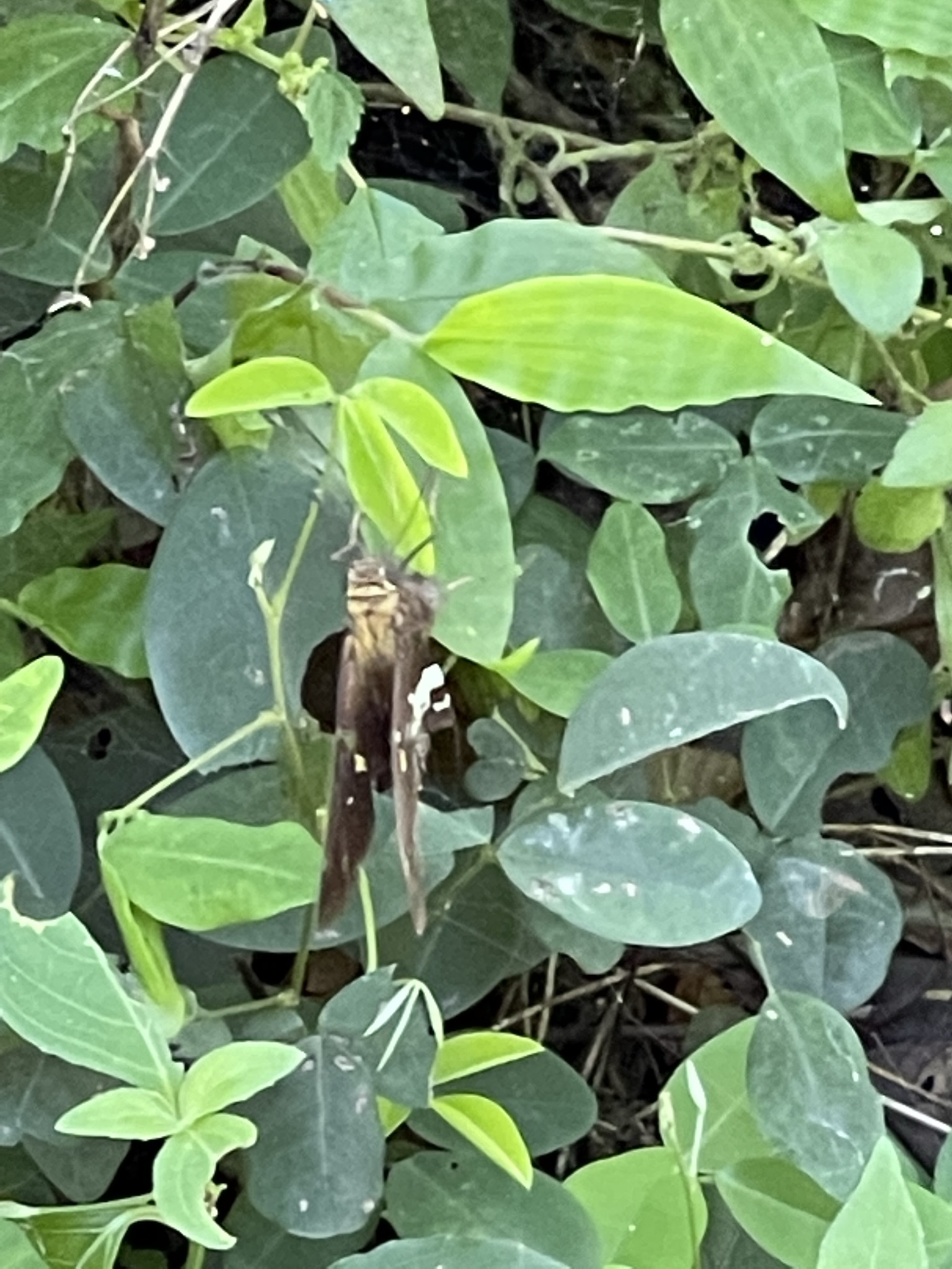 Butterfly, Moth, and Caterpillar Photographs from El Salvador ...