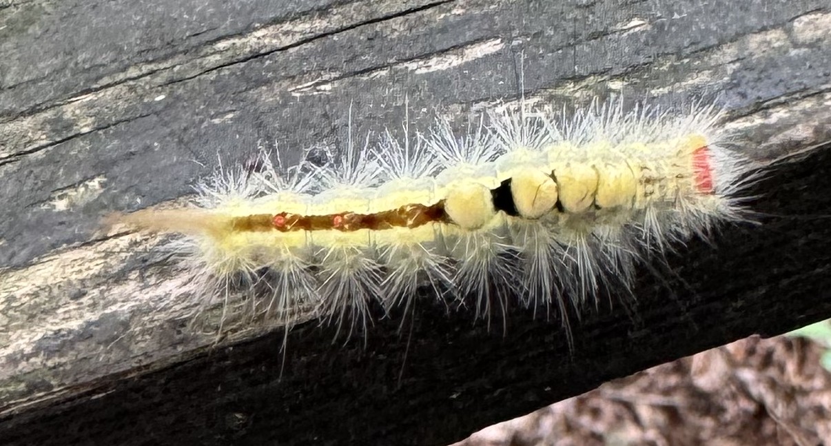 Sighting 1417846 | Butterflies and Moths of North America