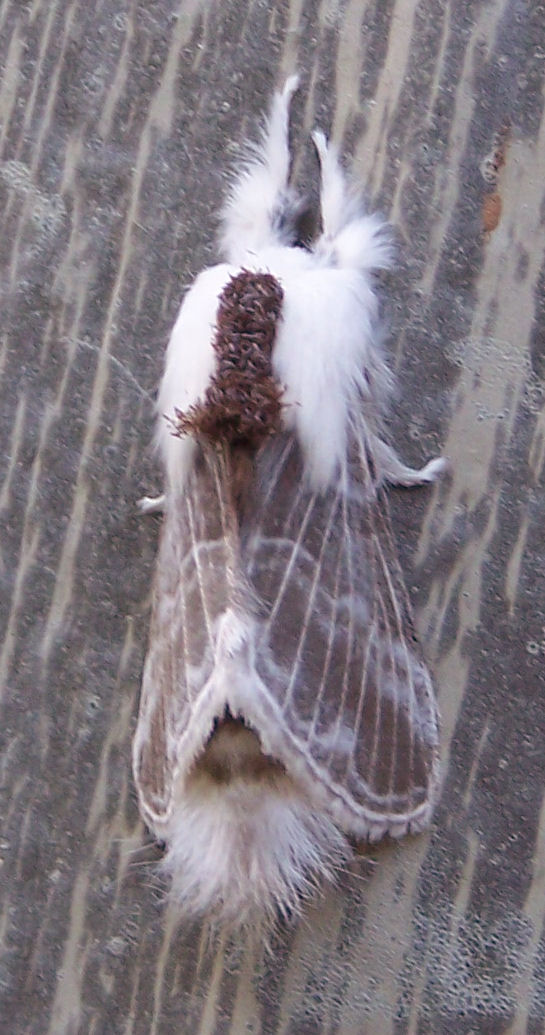 Butterfly, Moth, and Caterpillar Photographs from Simpson County ...