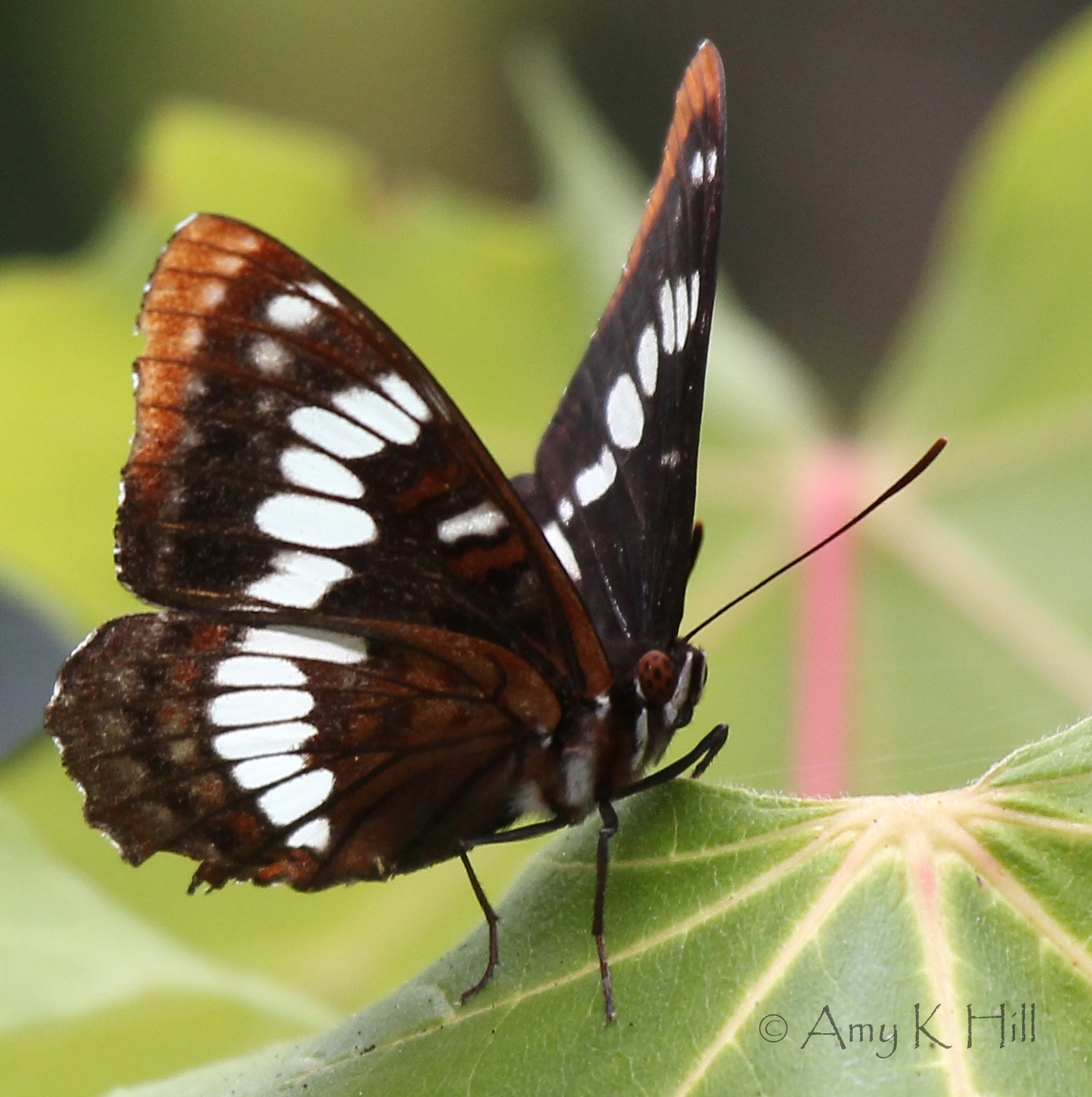 Lorquin's Admiral Limenitis lorquini (Boisduval, 1852) | Butterflies ...